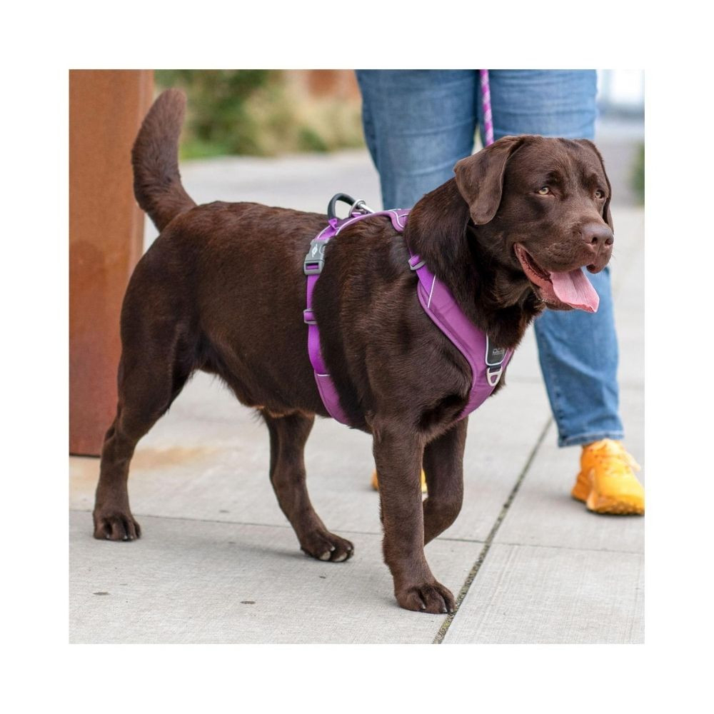 Arnés Comfort Walk Pro de DOG Copenhagen Negro | Patitas&co