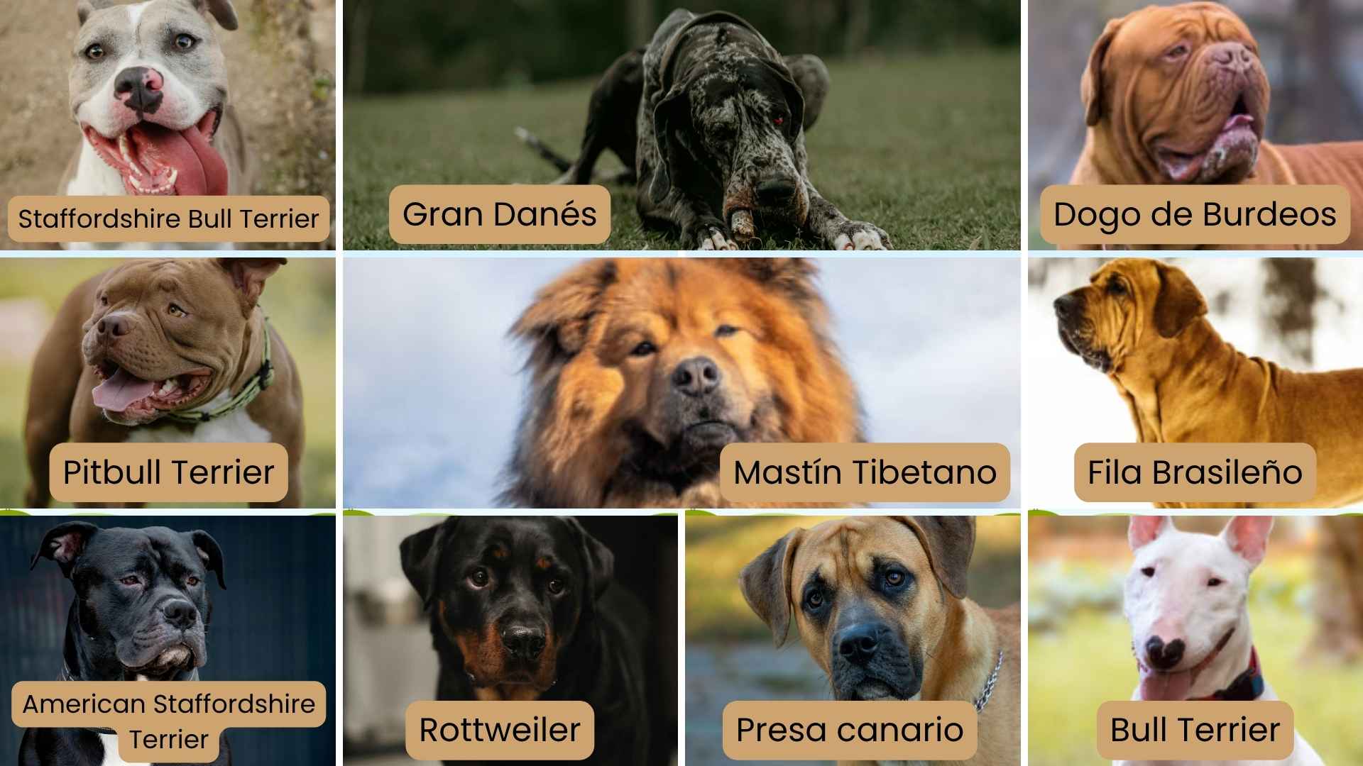 Razas de perros peligrosos: mitos, verdades y top 20 | Patitas&co