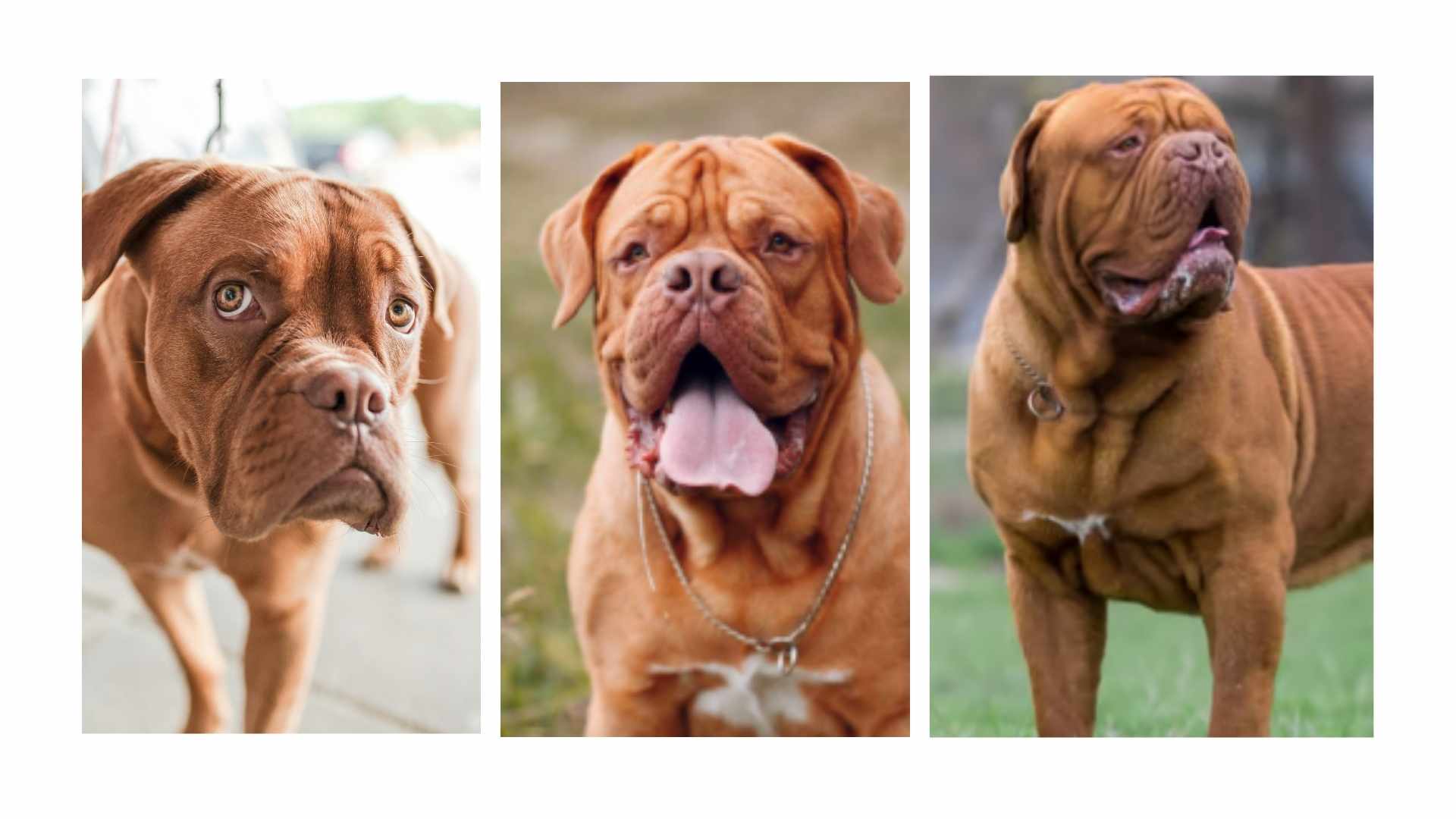 Razas de perros peligrosos: mitos, verdades y top 20