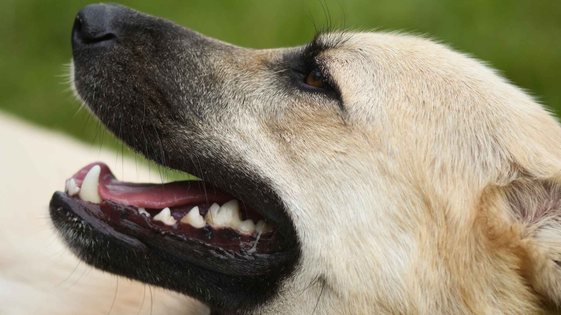 Cómo limpiar los dientes a tu perro paso a paso