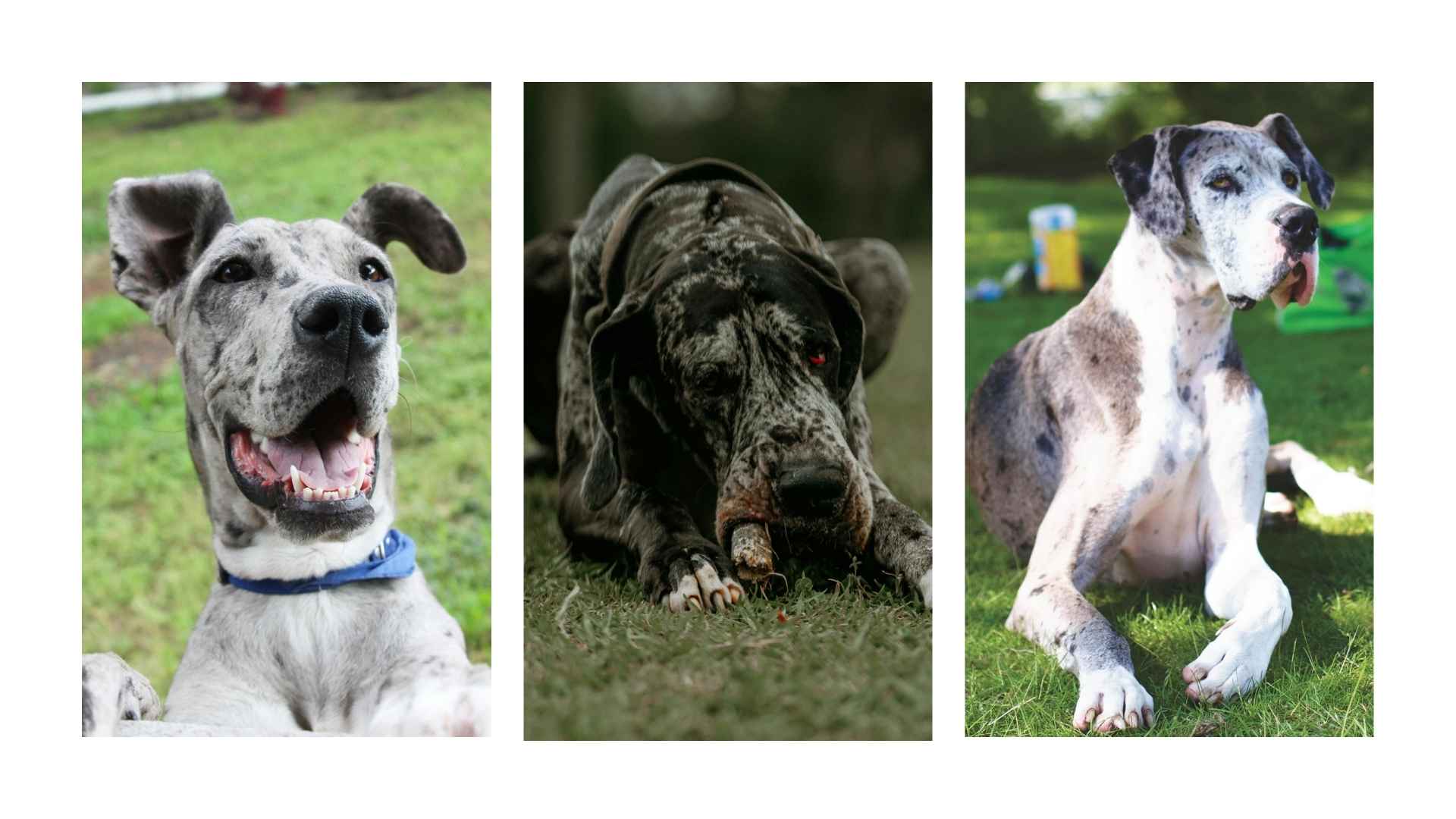 Razas de perros grandes y gigantes: top 10, cuidados y consejos reales