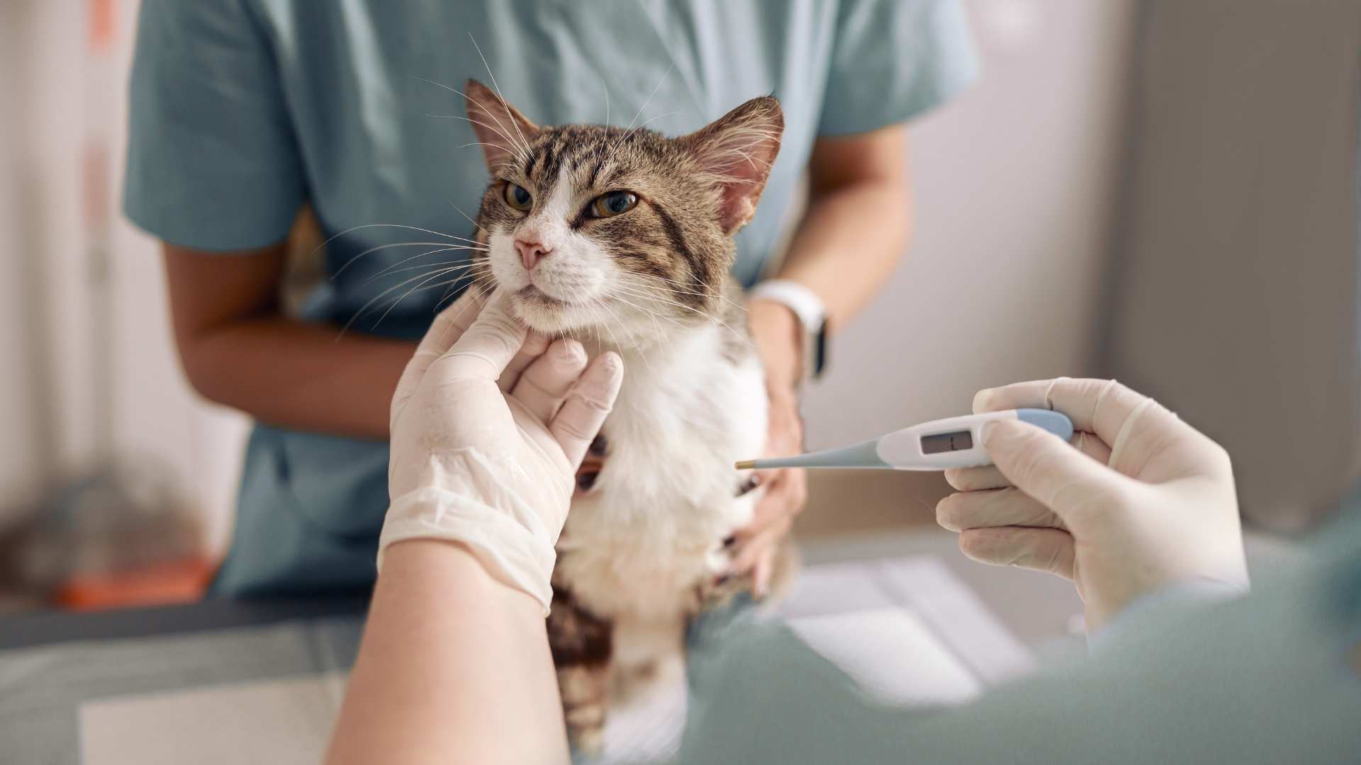 ¿Un gato con leucemia puede vivir con otros gatos?
