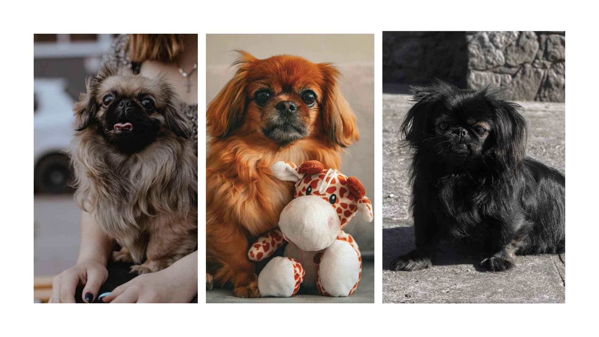 Razas de Perros Pequeños: Guía Completa con Cuidados, Origen y Curiosidades