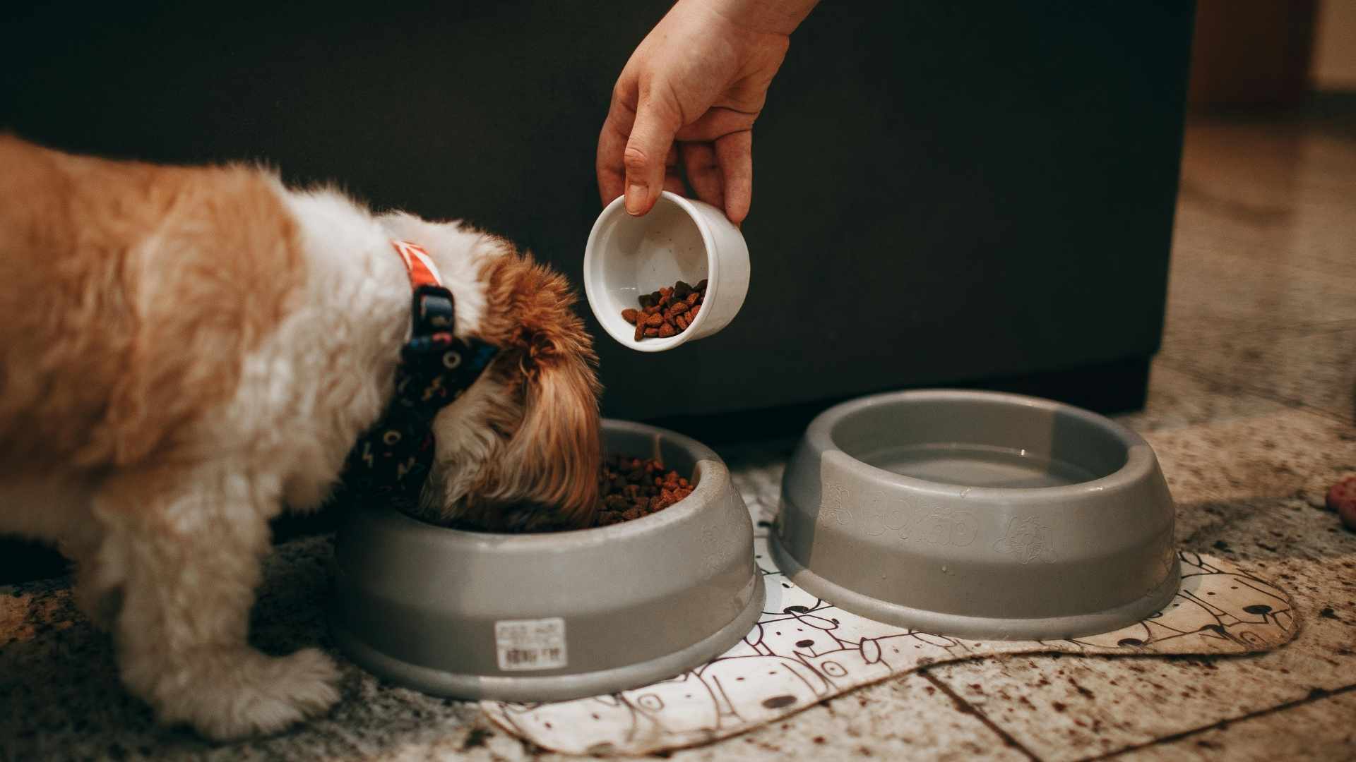 Cómo cambiar el pienso a tu perro sin problemas digestivos