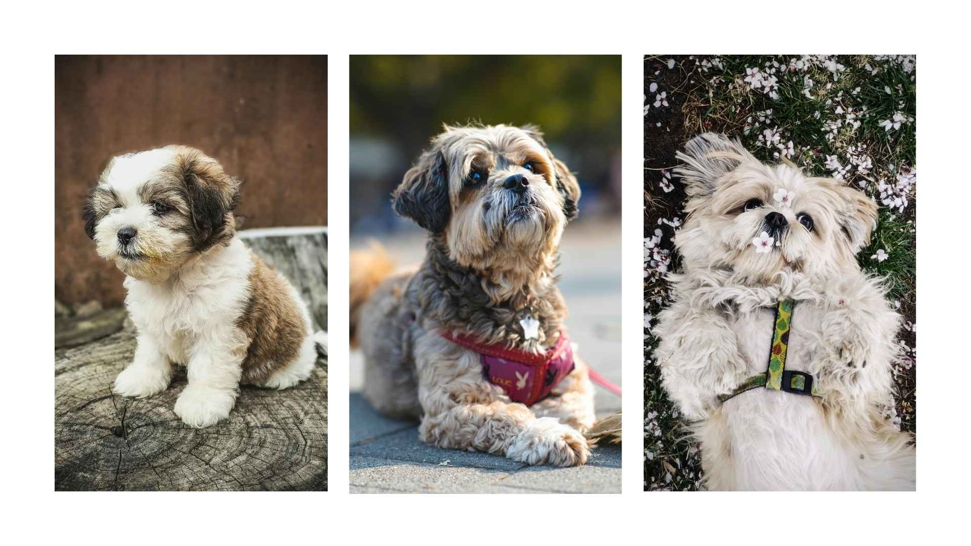 Perros que no sueltan pelo. Guía por tamaño y pelaje