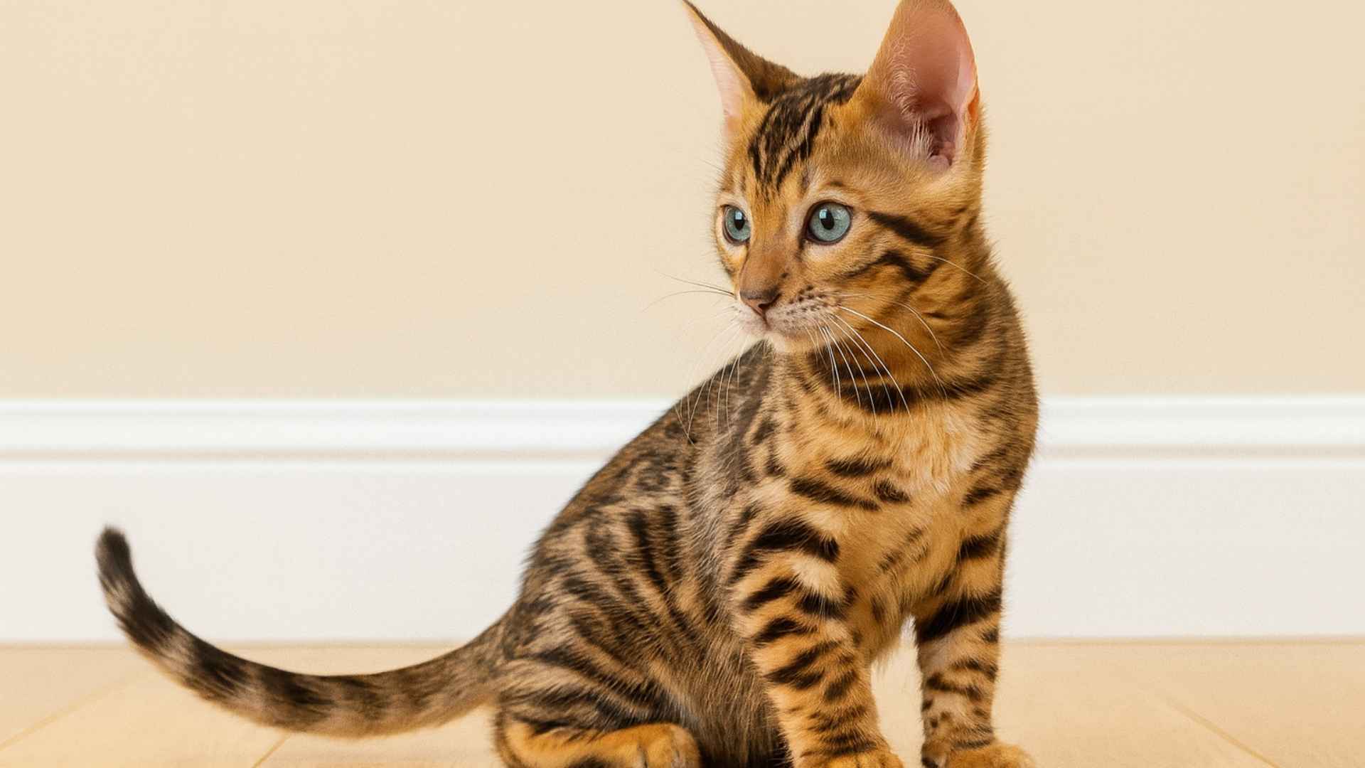 Razas de gatos miniatura: los más adorables