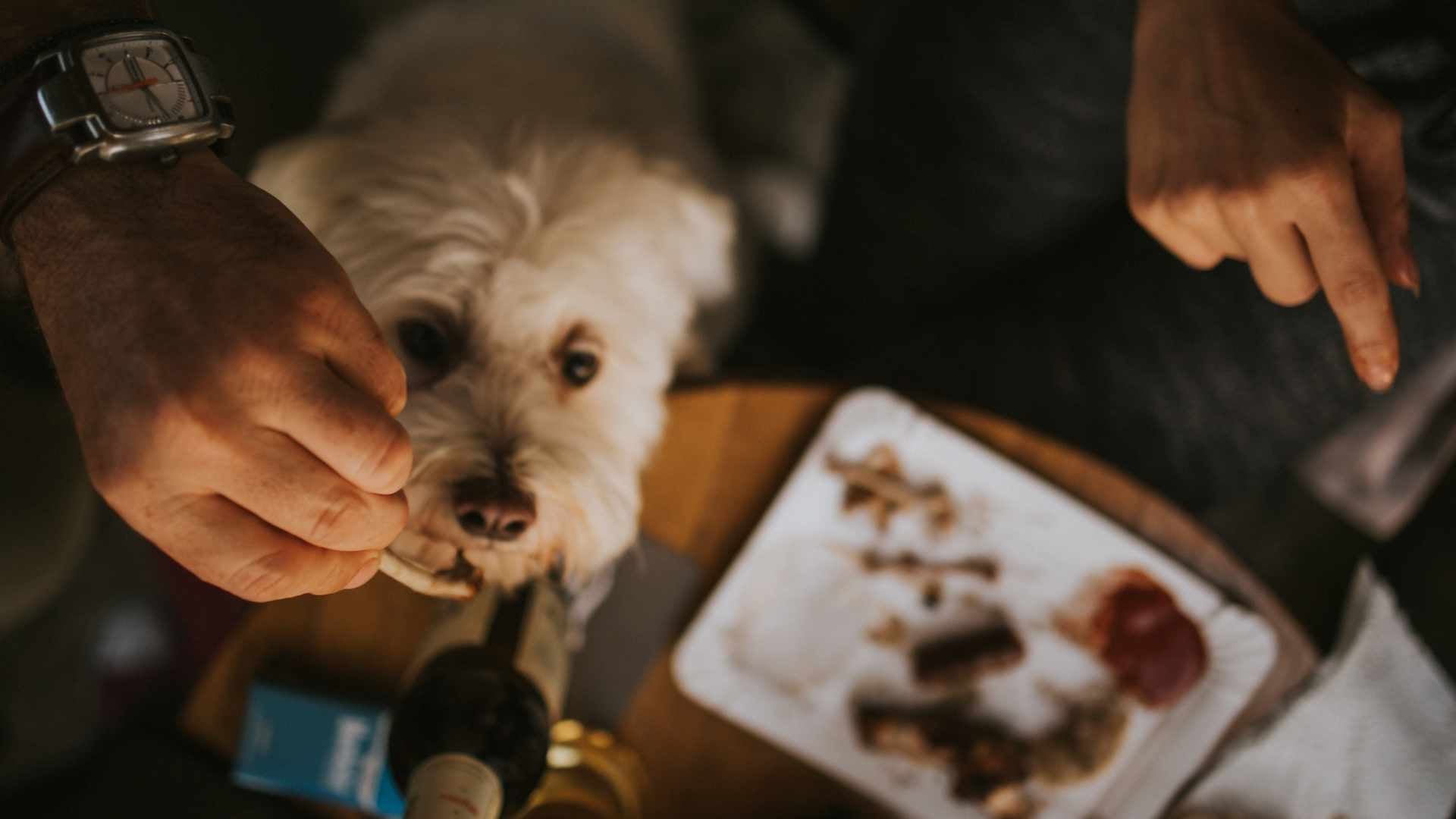 Alimentos Tóxicos para Perros
