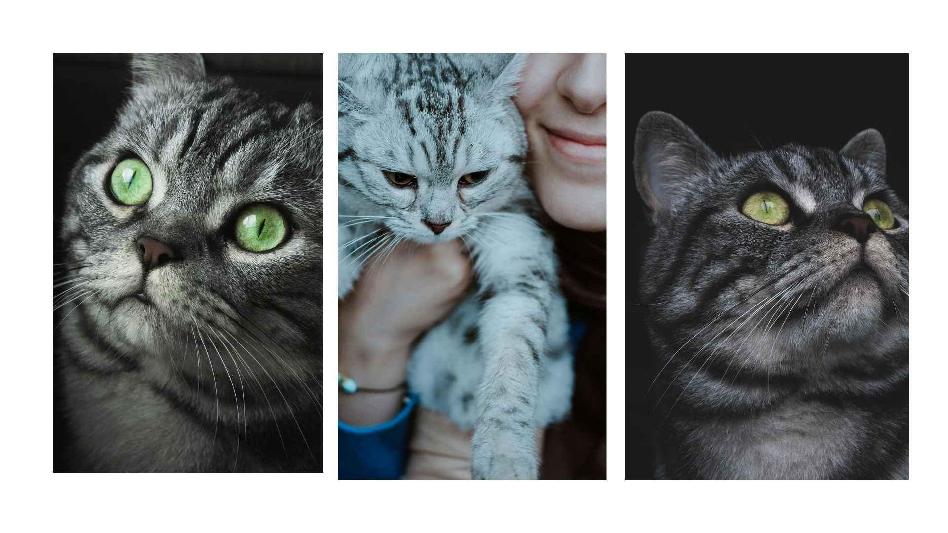 Razas de gatos grises: pelo largo, corto y europeo – Guía completa