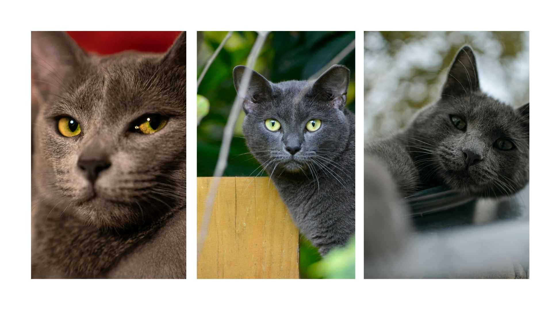 Razas de gatos grises: pelo largo, corto y europeo – Guía completa