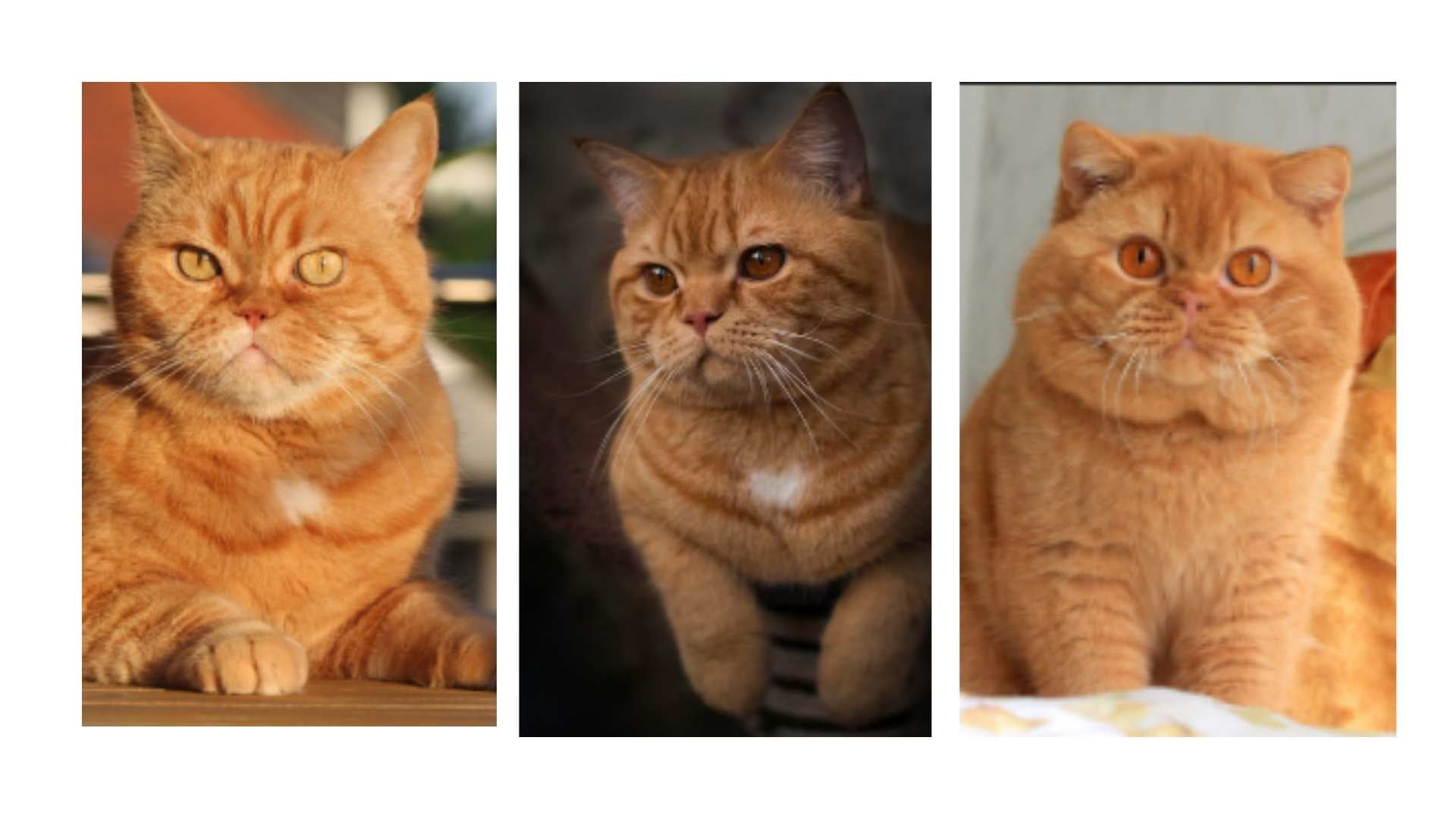 Gatos naranjas: razas, curiosidades y el secreto de Garfield