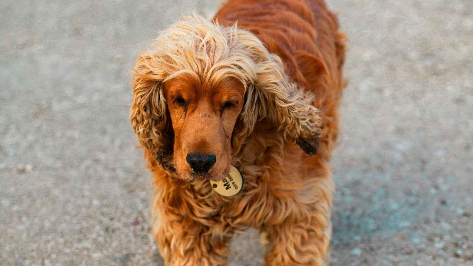 Las 10 razas de perros marrones adorables