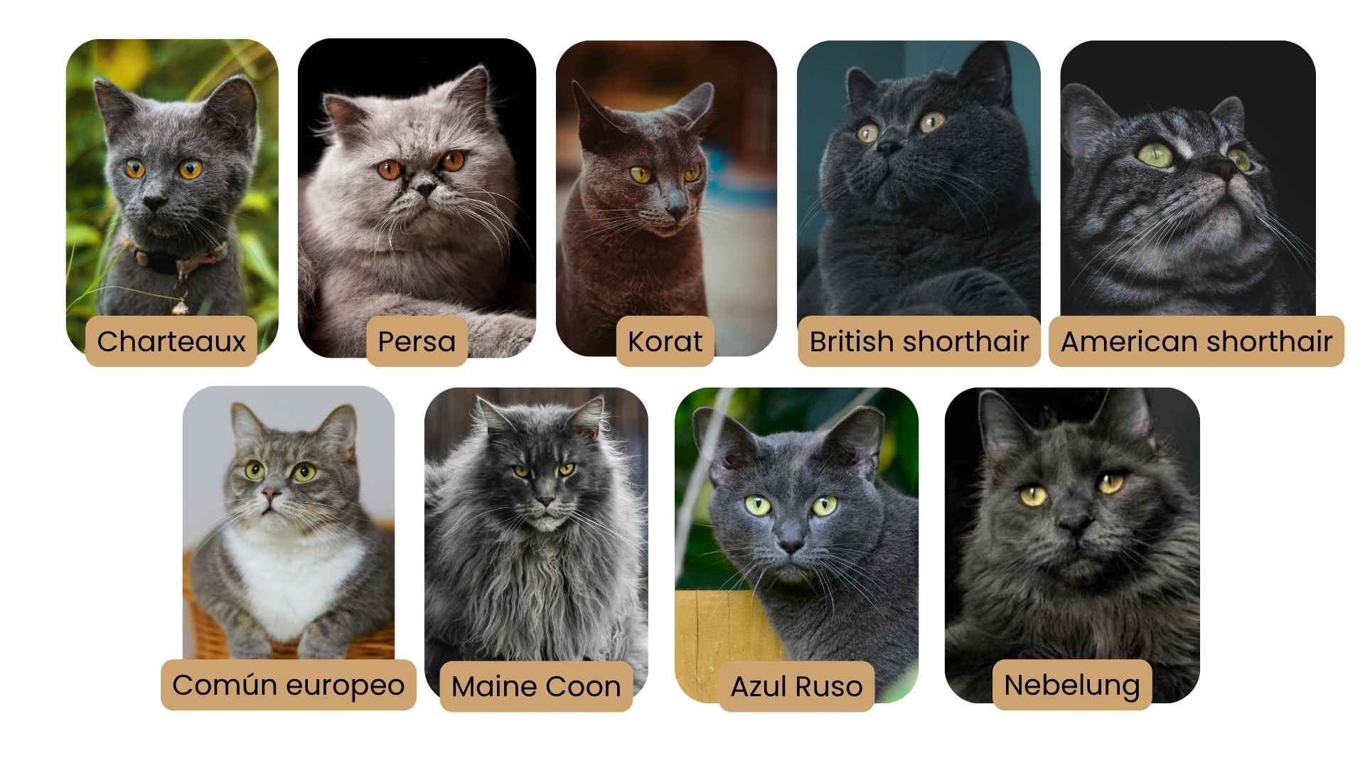 Razas de gatos grises: pelo largo, corto y europeo – Guía completa