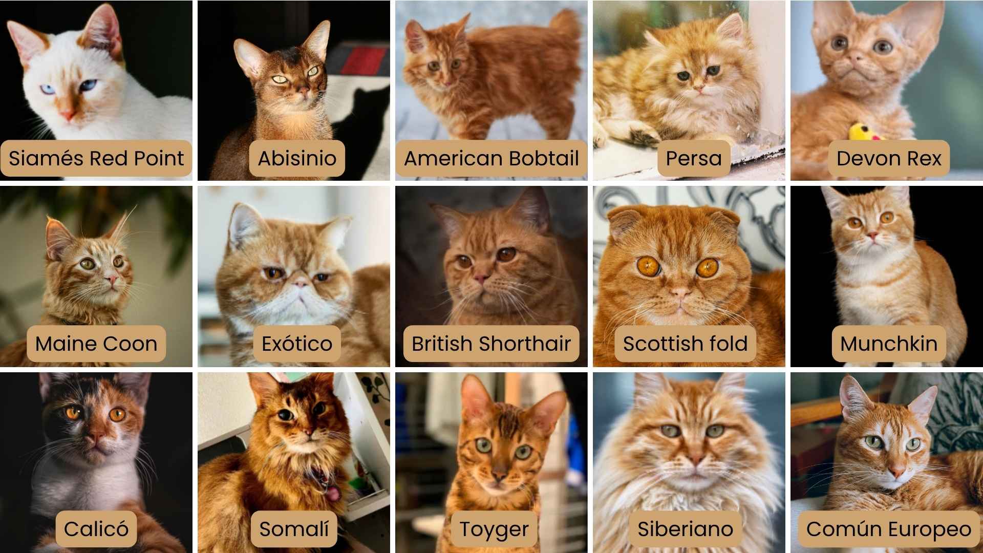 Gatos naranjas: razas, curiosidades y el secreto de Garfield