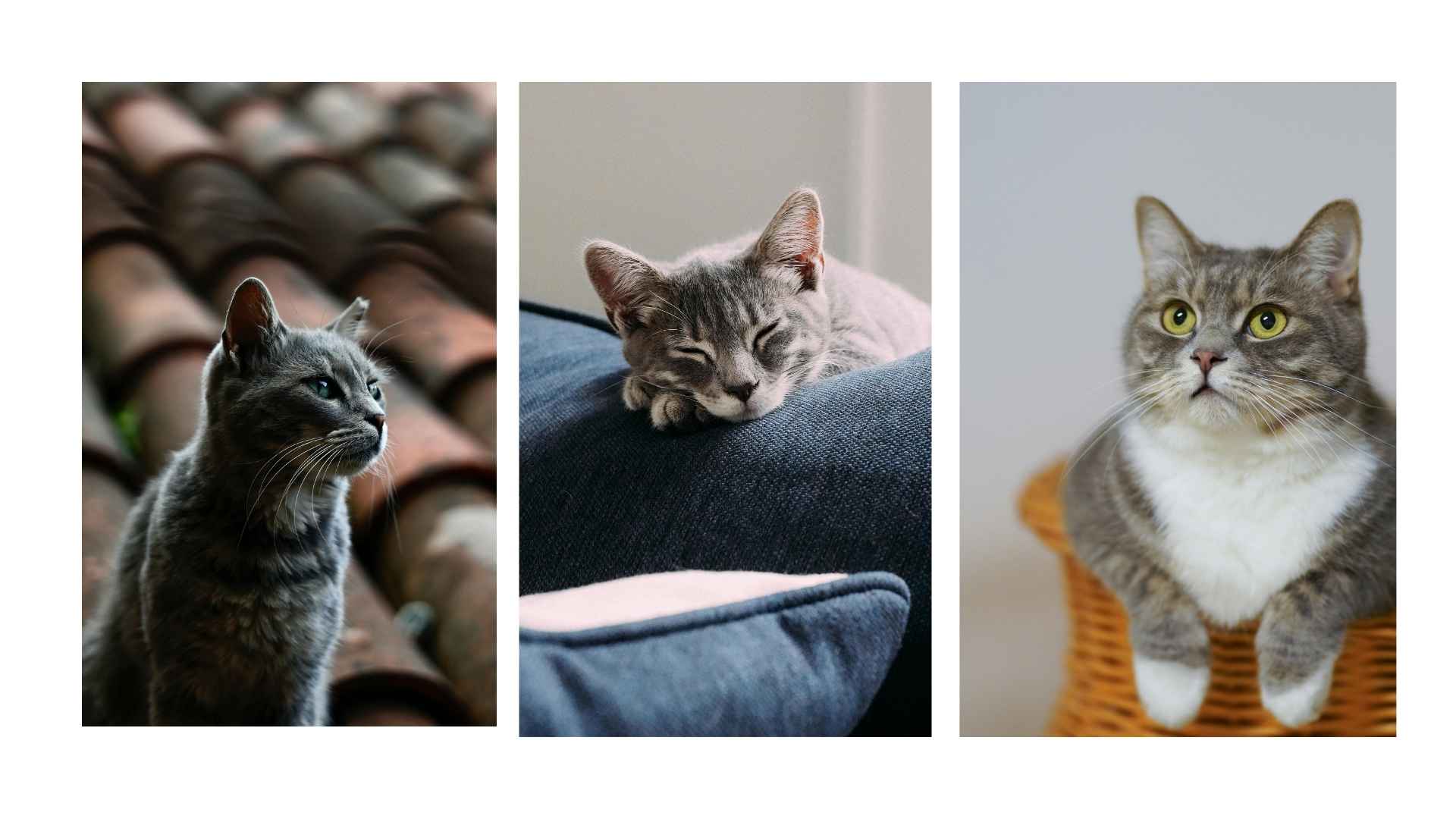 Razas de gatos grises: pelo largo, corto y europeo – Guía completa