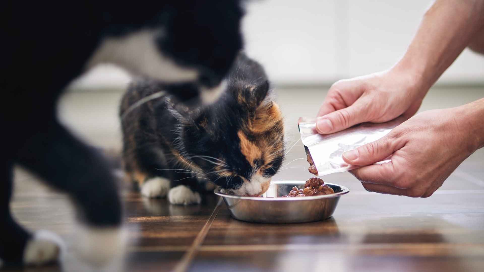 ¿Cuánta comida húmeda puedo dar a mi gato al día?