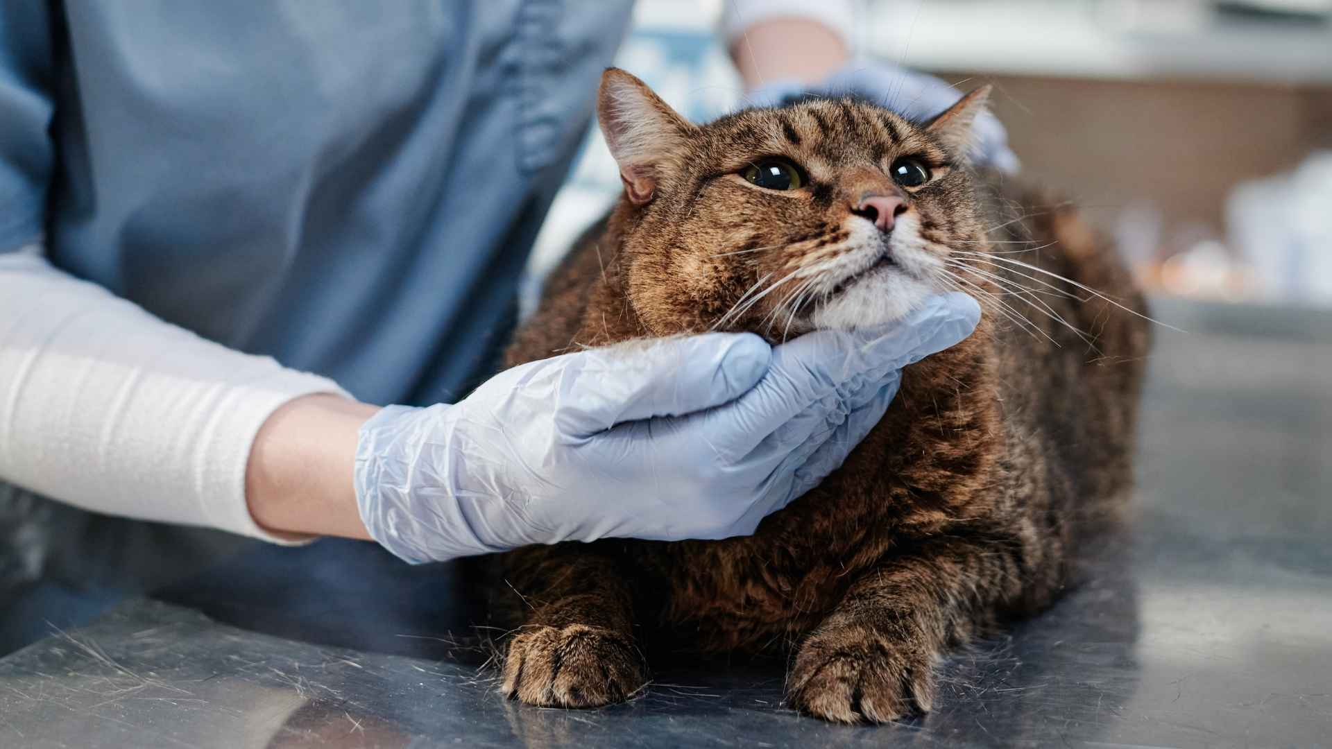 PIF en gatos 🐱: síntomas, tipos, tratamiento y esperanza de vida