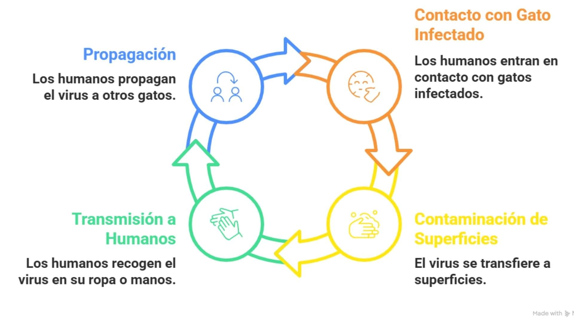 Calicivirus Felino: Síntomas, Tratamiento, Prevención y Esperanza de ...