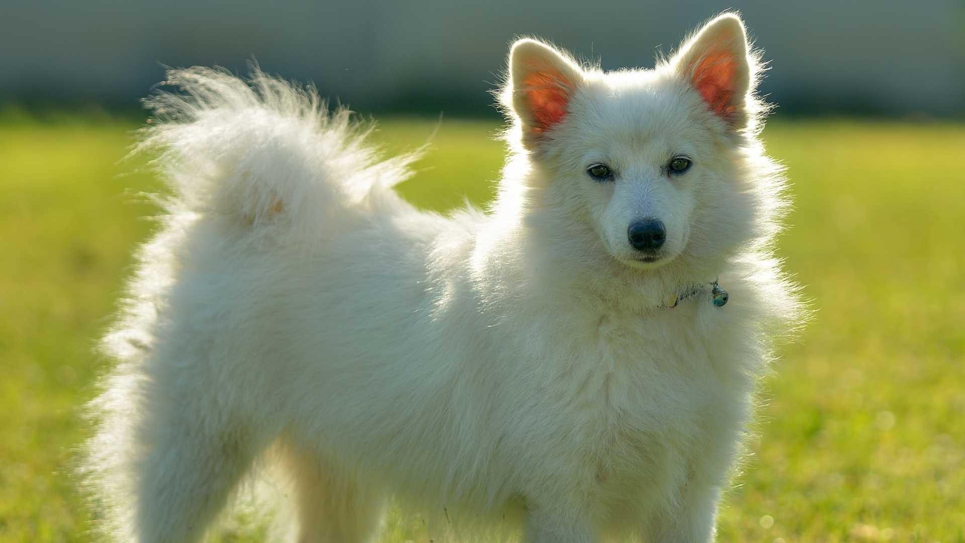 Razas de perros de nieve: características, cuidados y curiosidades