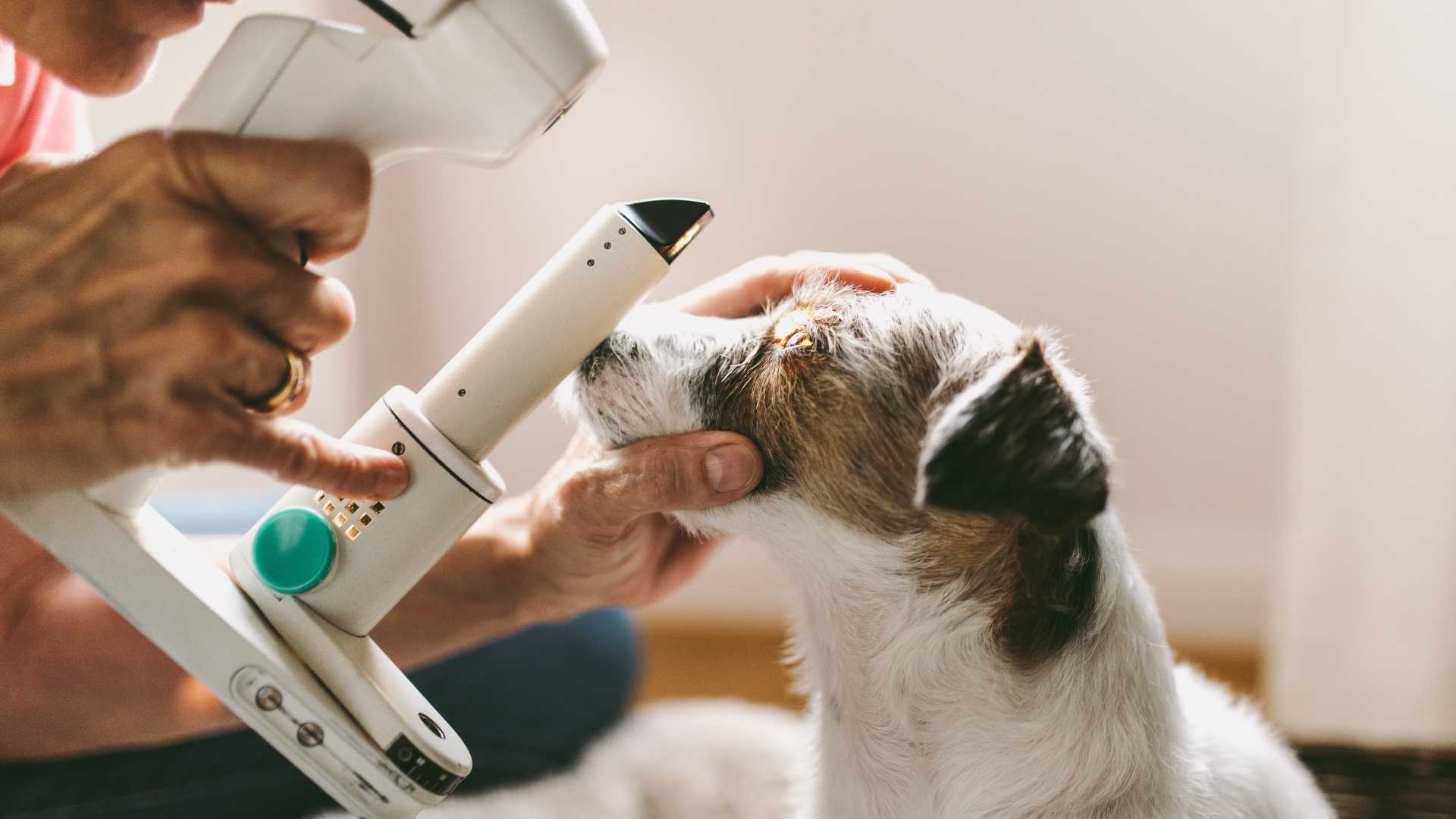 Cataratas en perros: causas, síntomas y operación