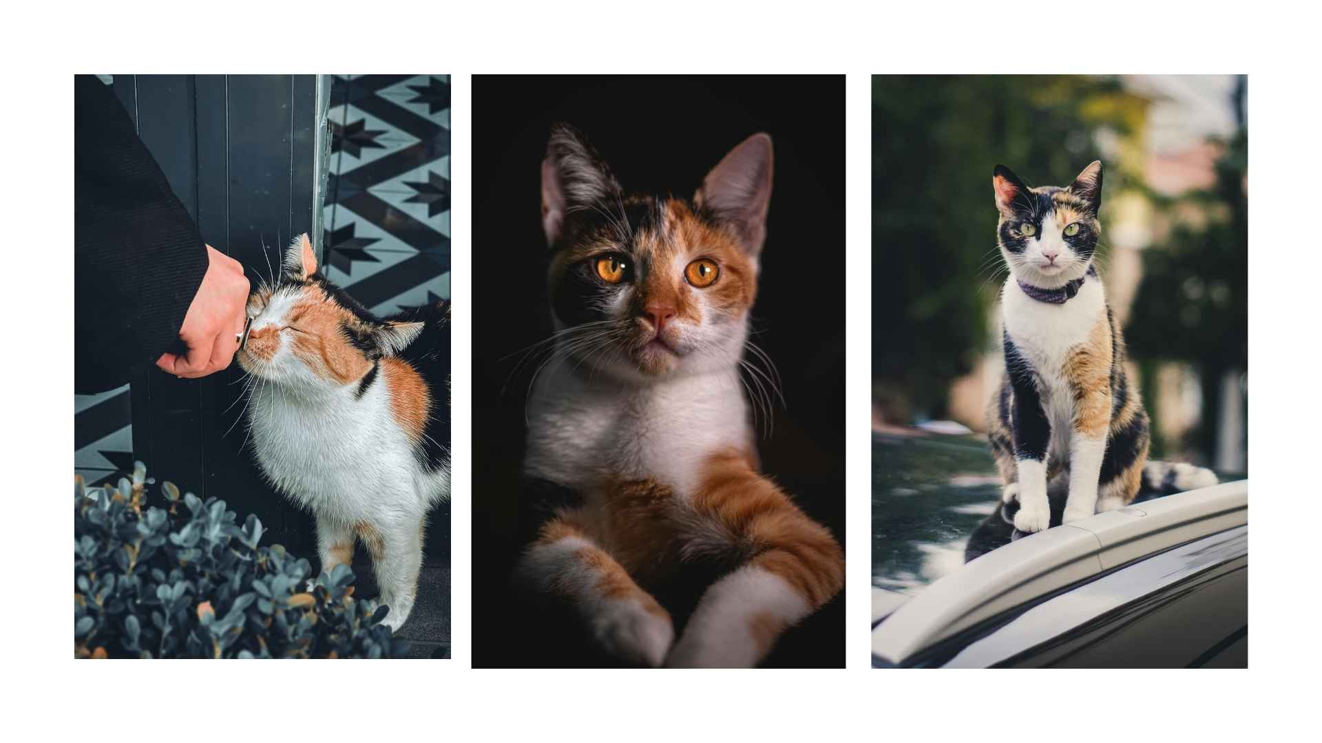 Gatos naranjas: razas, curiosidades y el secreto de Garfield