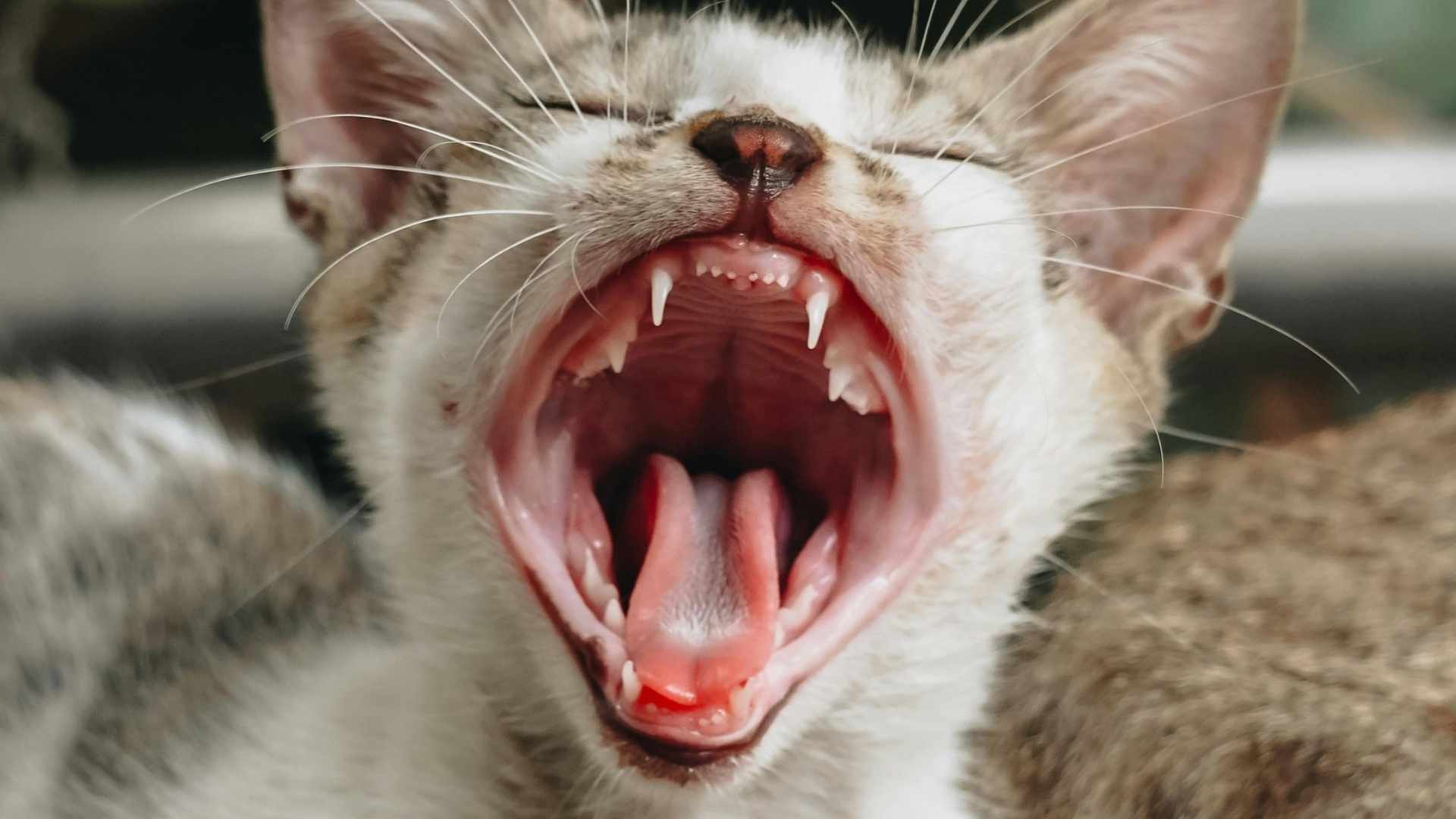 ¿Cuándo se le caen los dientes a los gatos? Guía completa por edades y ...
