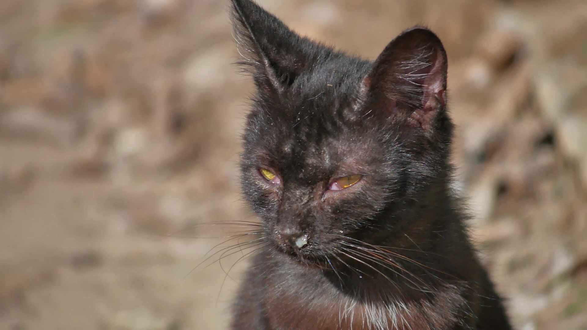 Mi gato estornuda mucho: causas, síntomas y qué hacer