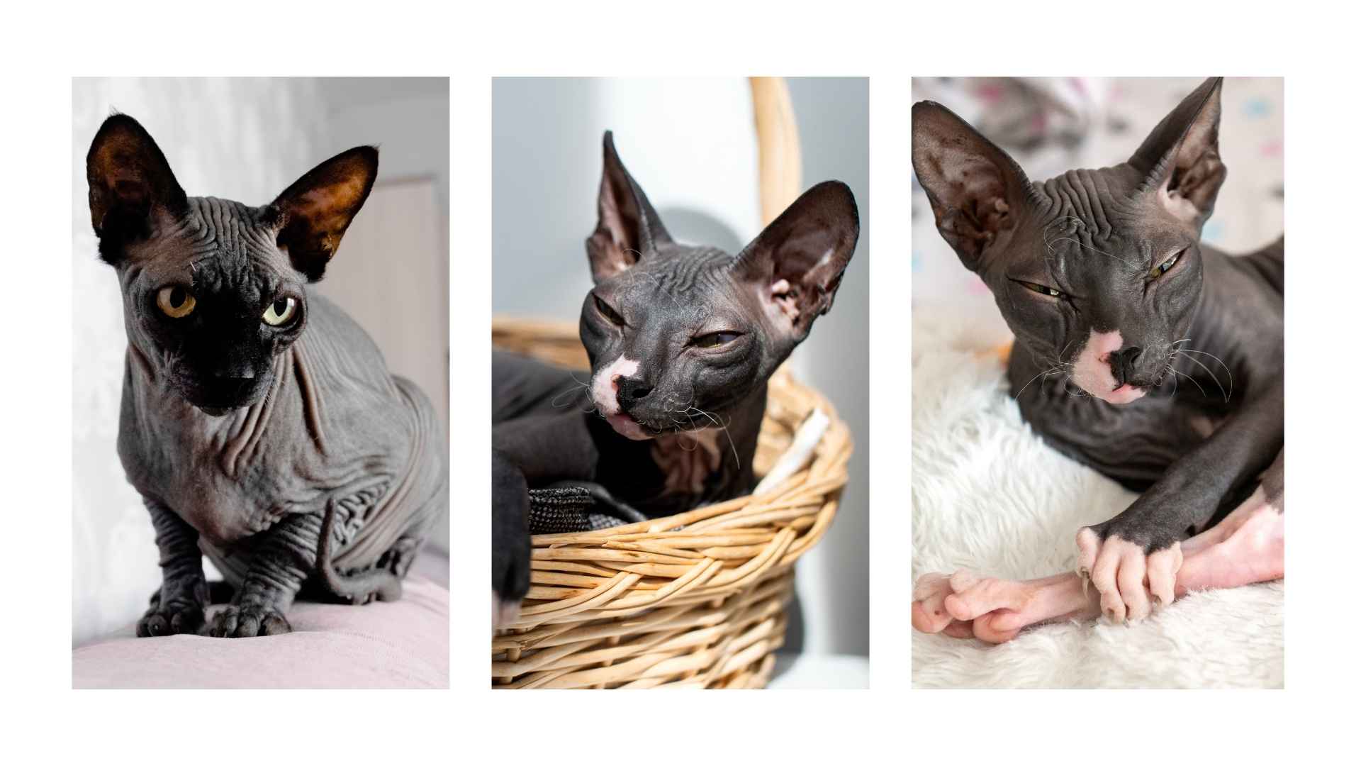 Razas de gatos negros: conoce a los michis más elegantes y misteriosos