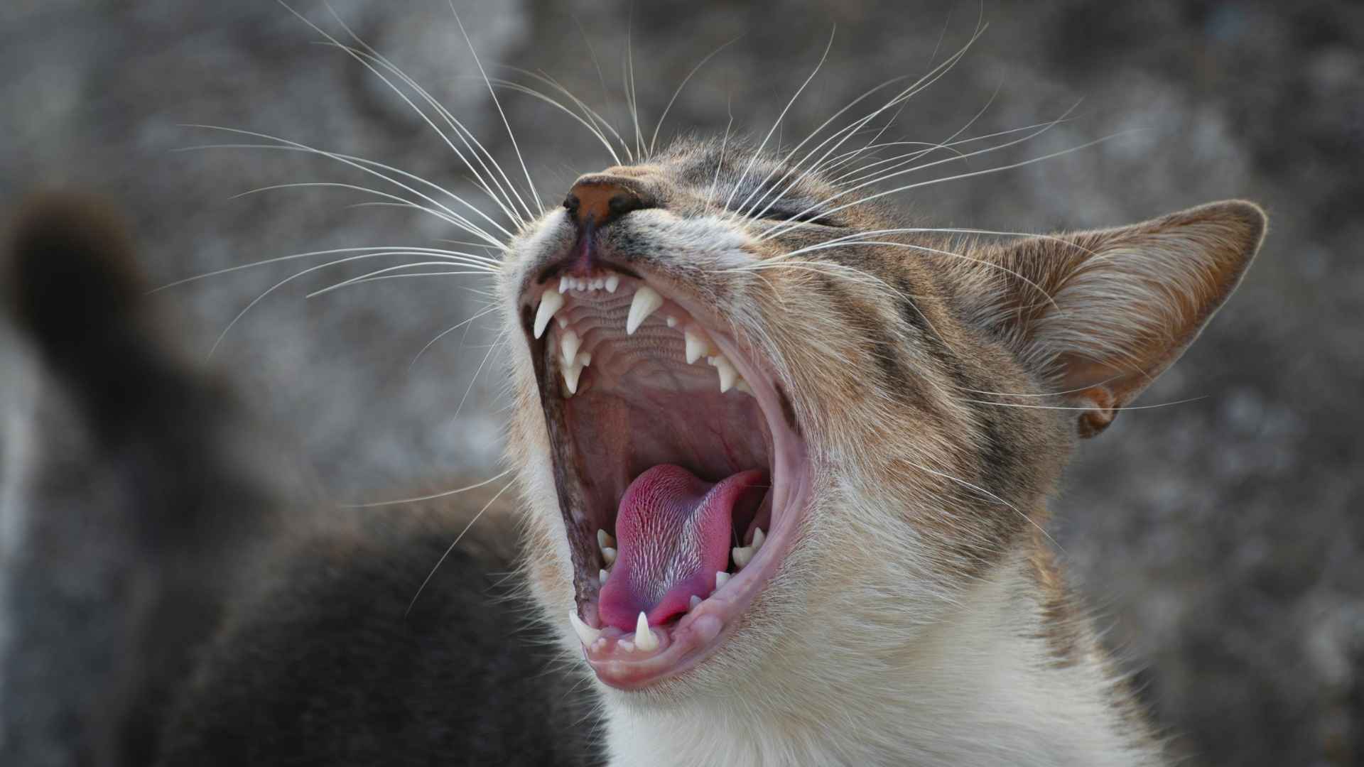 ¿Cuándo se le caen los dientes a los gatos? Guía completa por edades y ...