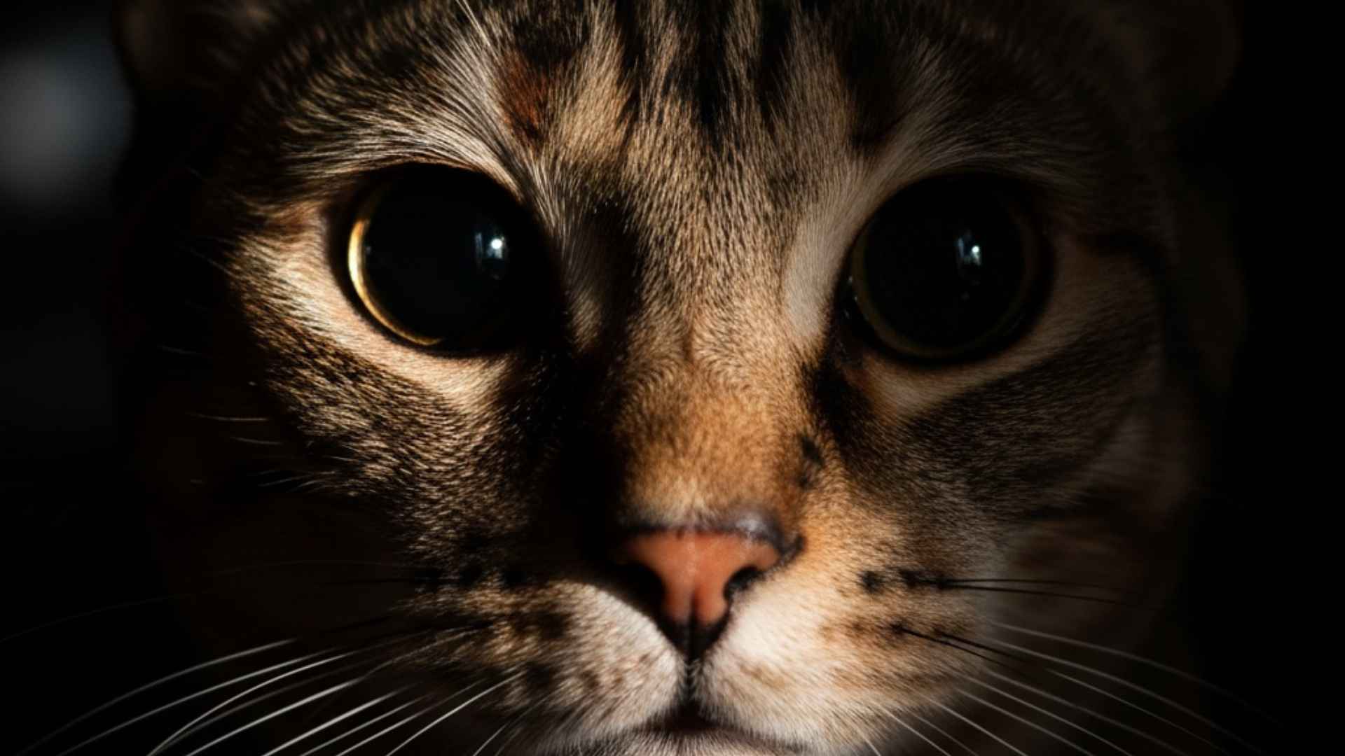 ¿Cómo ven los gatos? Descubre la visión felina 🐱👀
