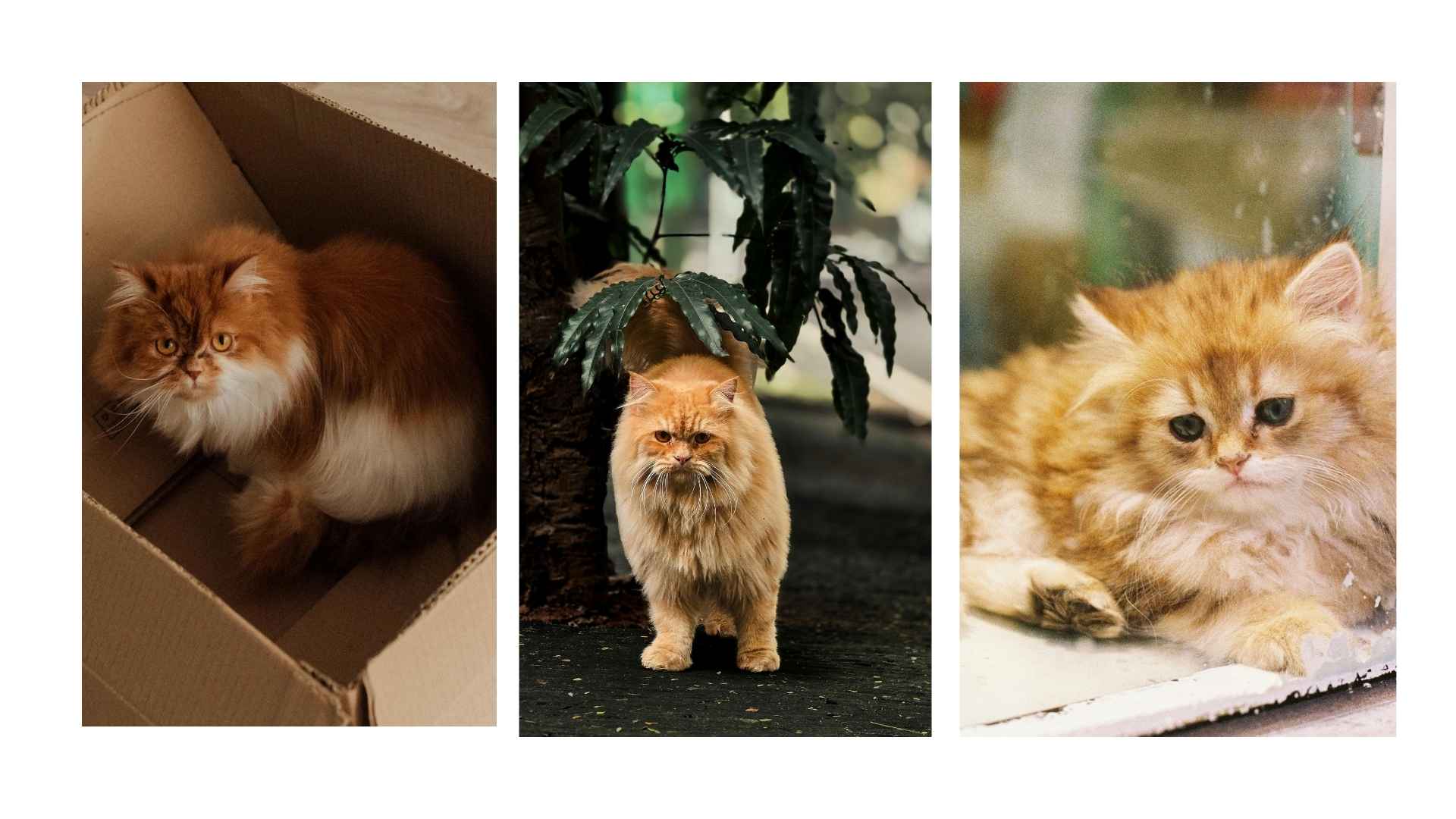 Gatos naranjas: razas, curiosidades y el secreto de Garfield