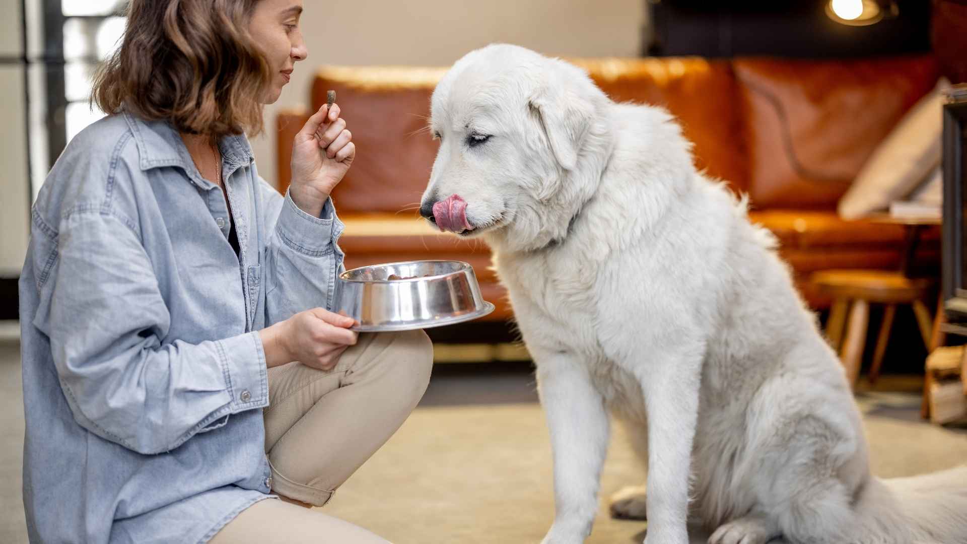 ¿Cuántas veces al día debe comer un perro? Guía completa según edad y ...
