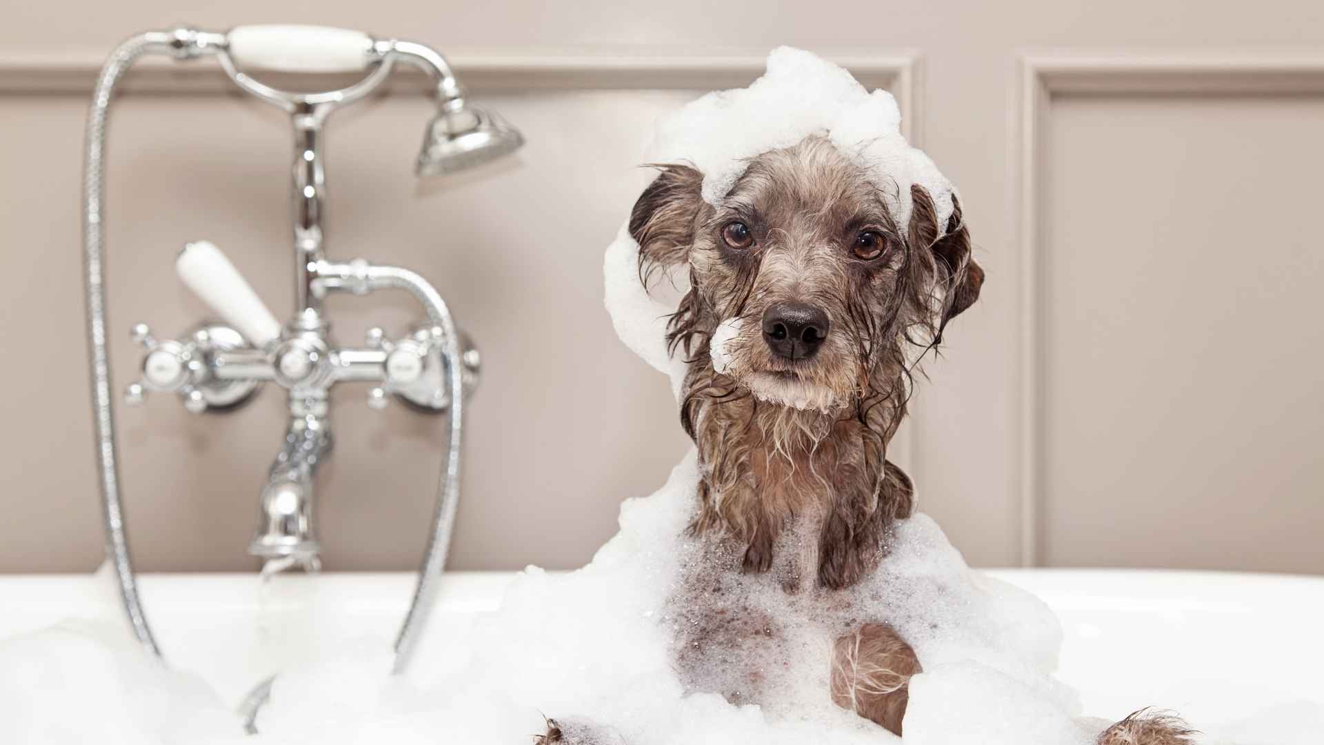 Grooming en perros: qué es, beneficios y cada cuánto hacerlo