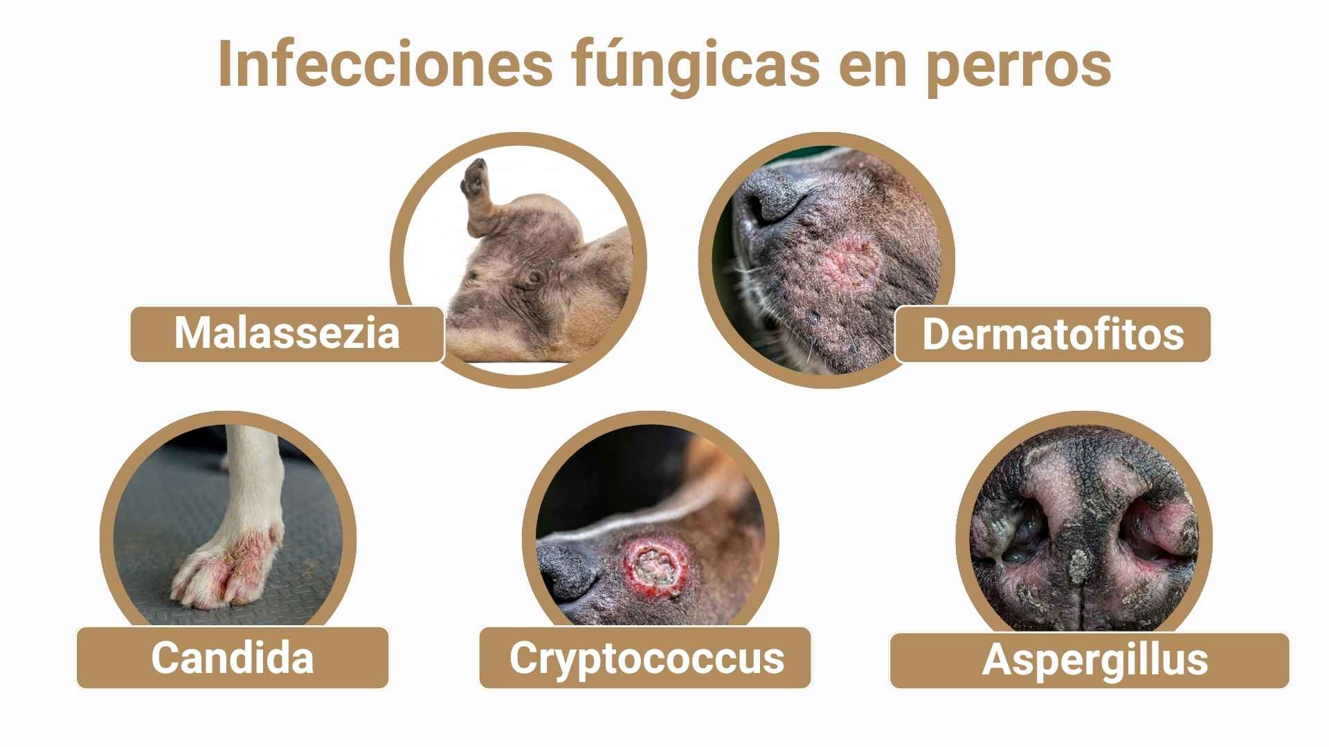 Hongos en perros: síntomas, tipos y tratamiento