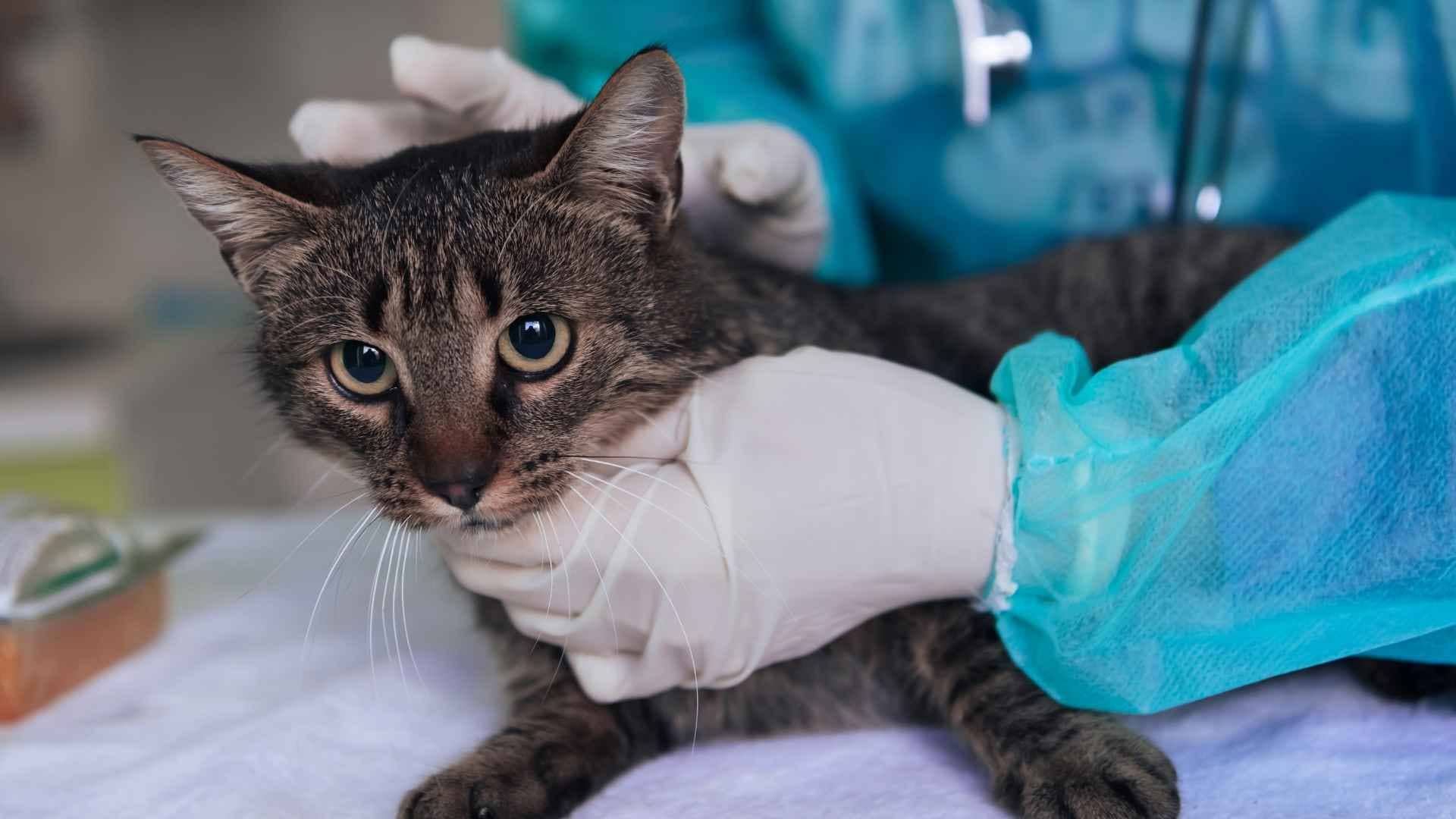 ¿Cómo saber si mi gato tiene infección de orina?