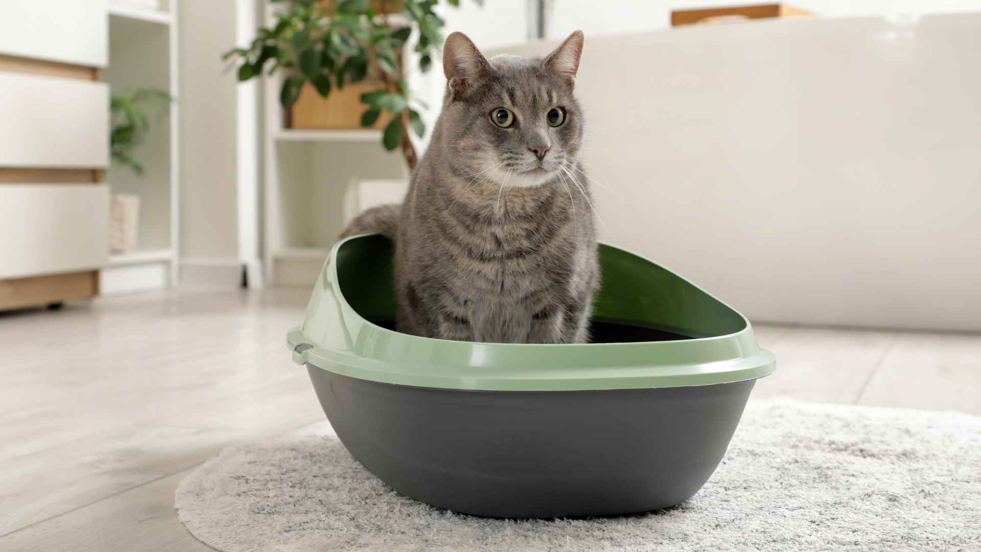 ¿Cómo saber si mi gato tiene infección de orina?