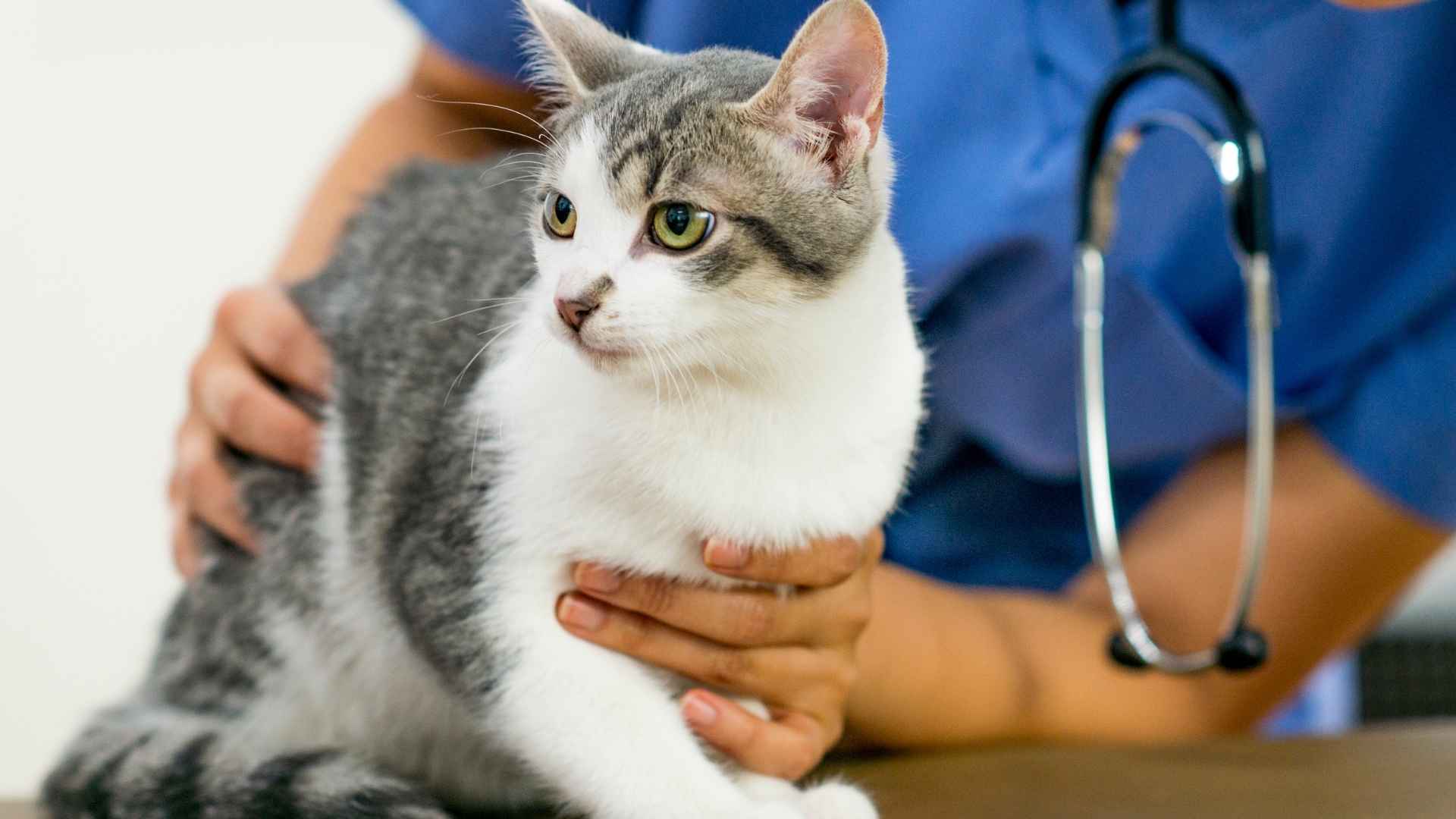 ¿Cómo saber si mi gato tiene infección de orina?