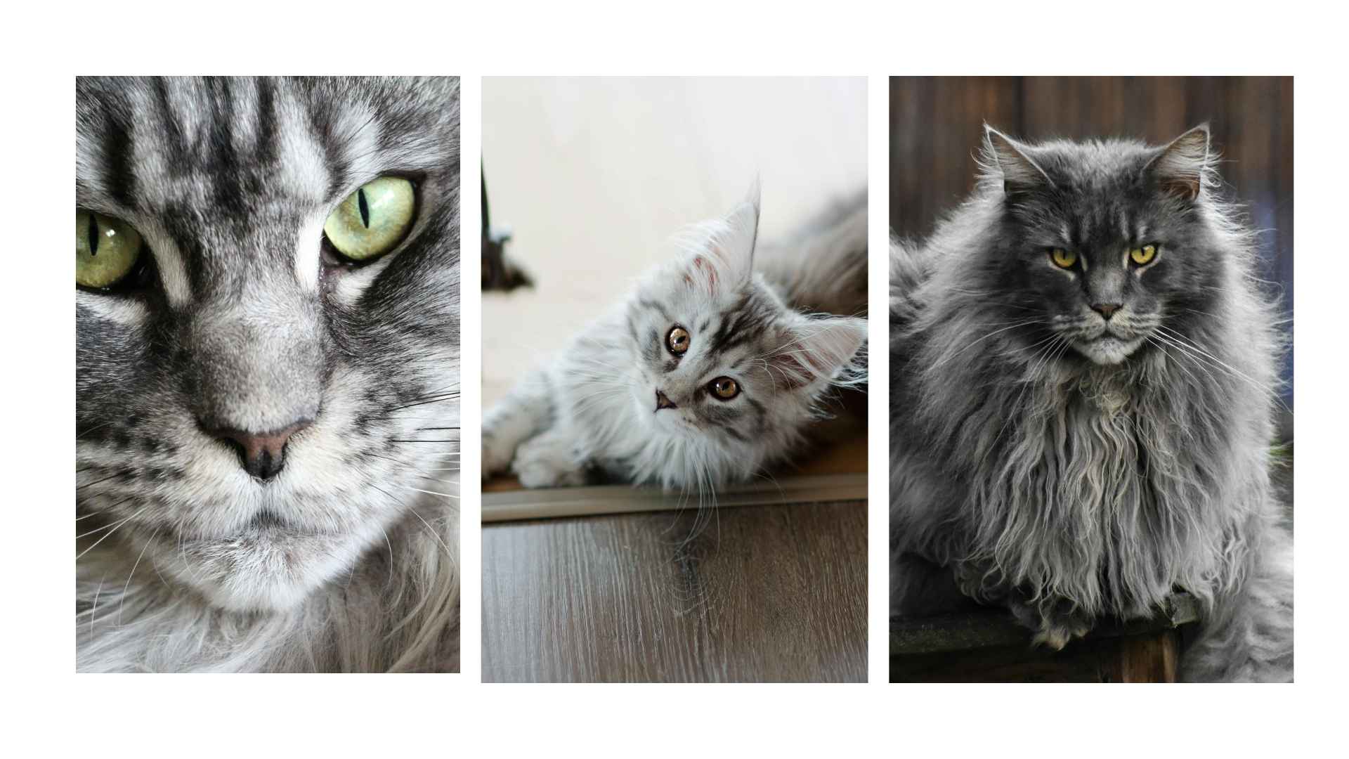 Razas de gatos grises: pelo largo, corto y europeo – Guía completa
