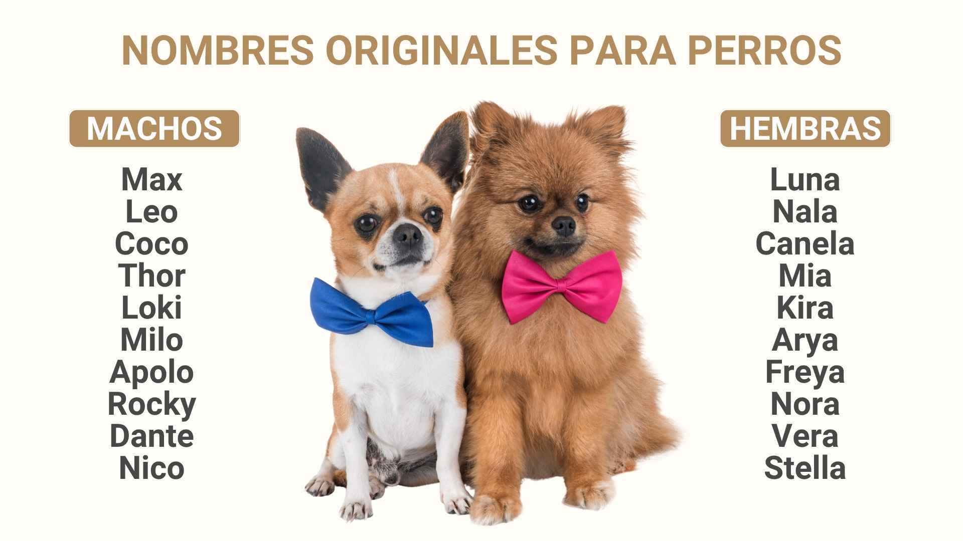 Nombres para perros: +200 ideas originales, bonitas y con significado