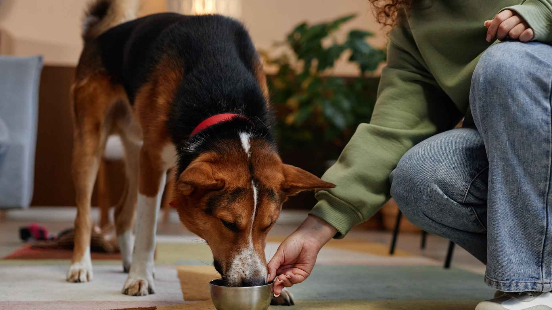 ¿Cuántas veces al día debe comer un perro? Guía completa según edad y ...