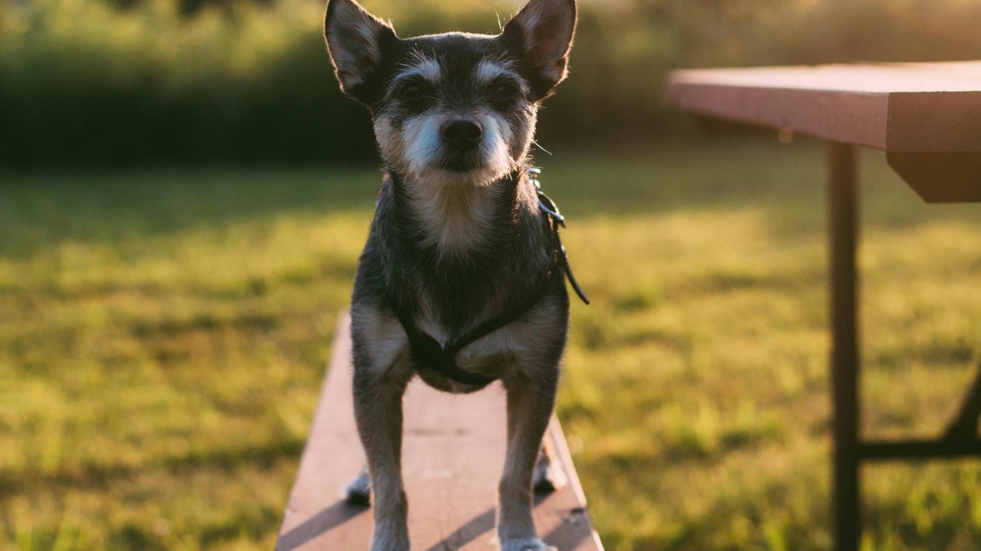 Razas de Perros Pequeños: Guía Completa con Cuidados, Origen y Curiosidades
