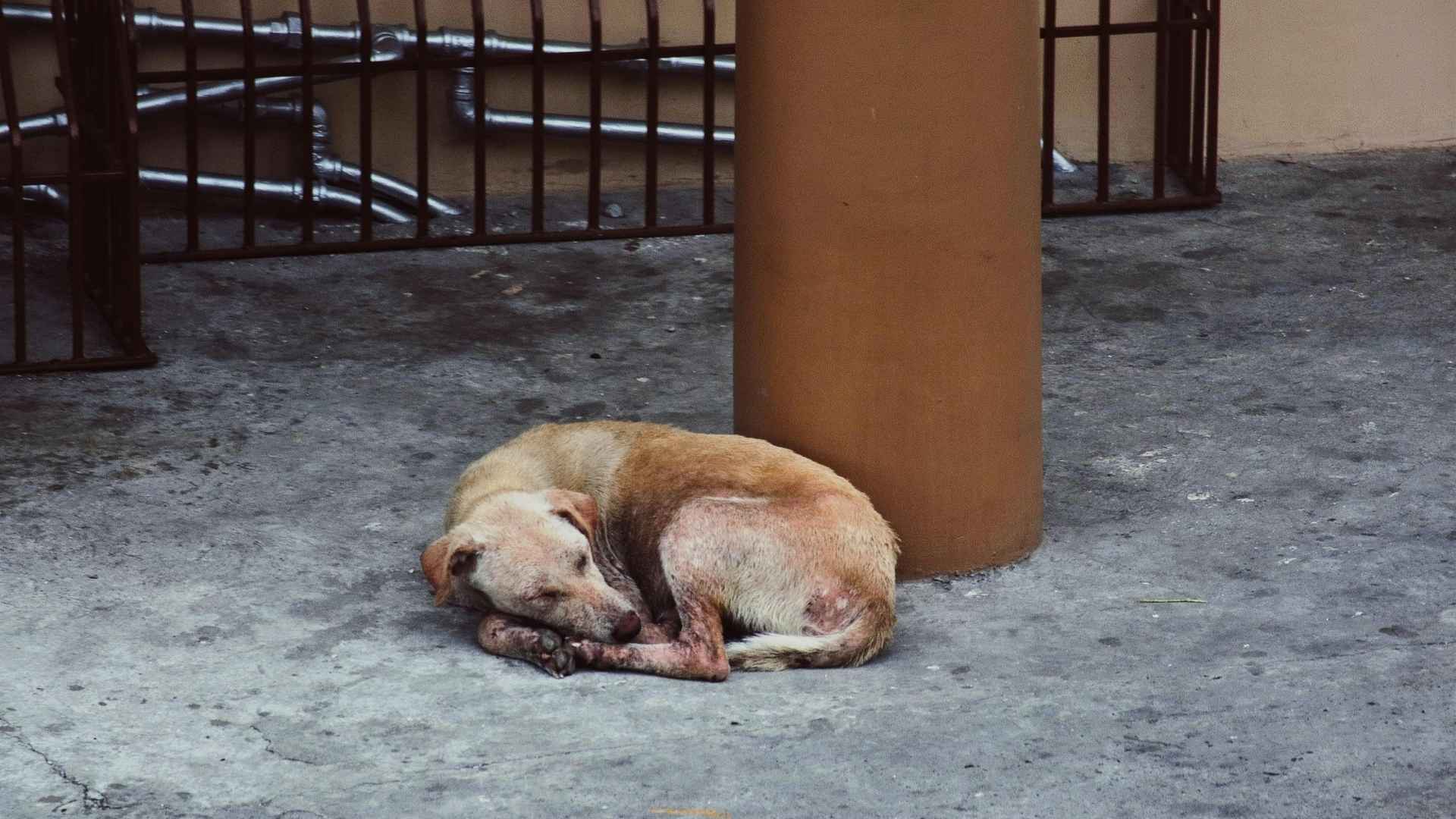 ¿Qué hacer si encuentras un perro perdido o abandonado?