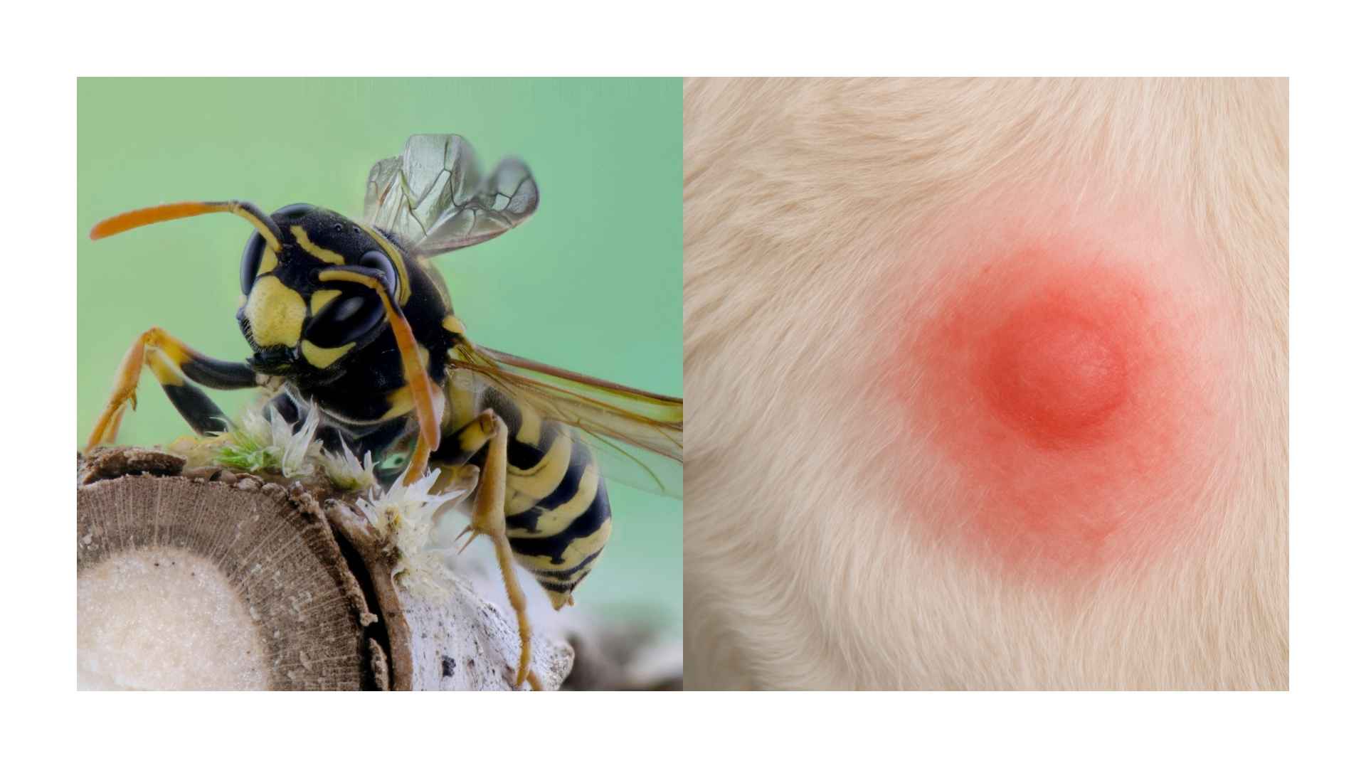 Cuanto Dura La Hinchazon Por Picadura De Abeja En Perros