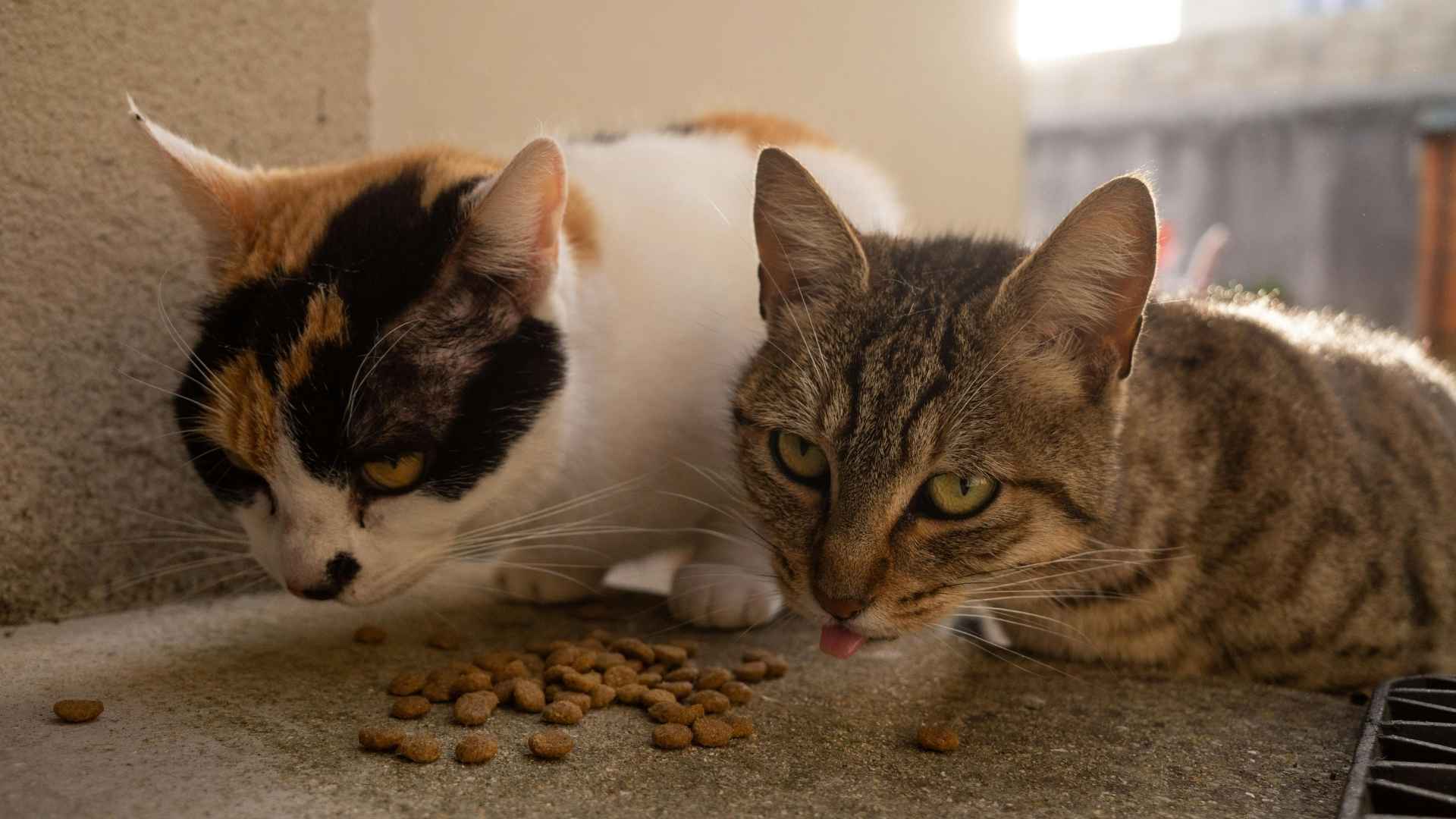 ¿Qué comen los gatos callejeros? Guía completa y consejos