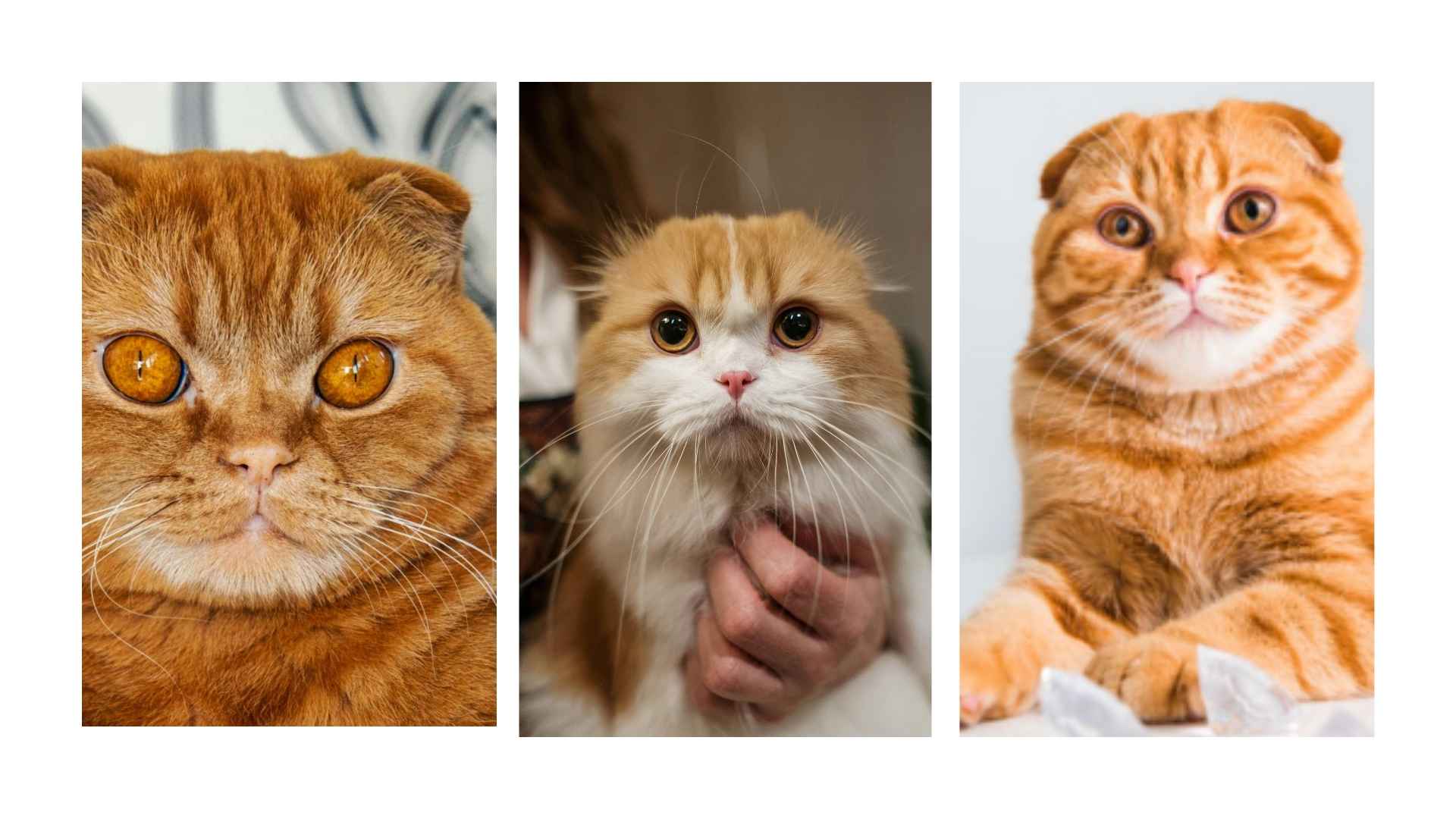 Gatos naranjas: razas, curiosidades y el secreto de Garfield