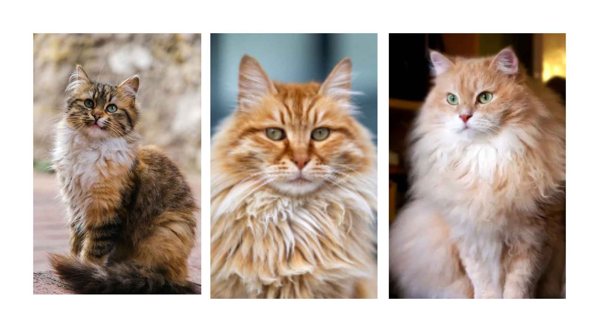 Gatos naranjas: razas, curiosidades y el secreto de Garfield