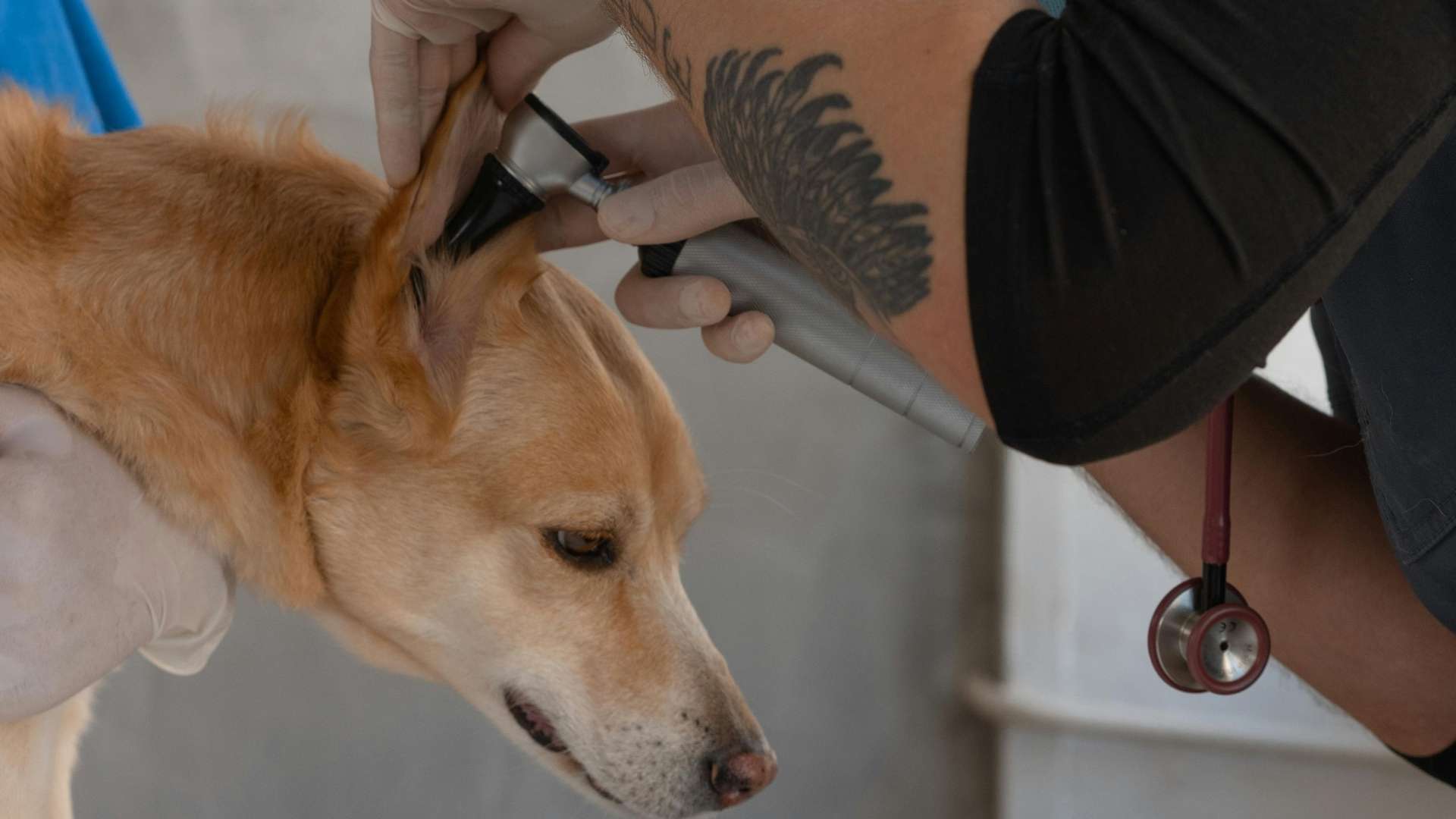 Otitis en perros: causas, síntomas y tratamiento eficaz